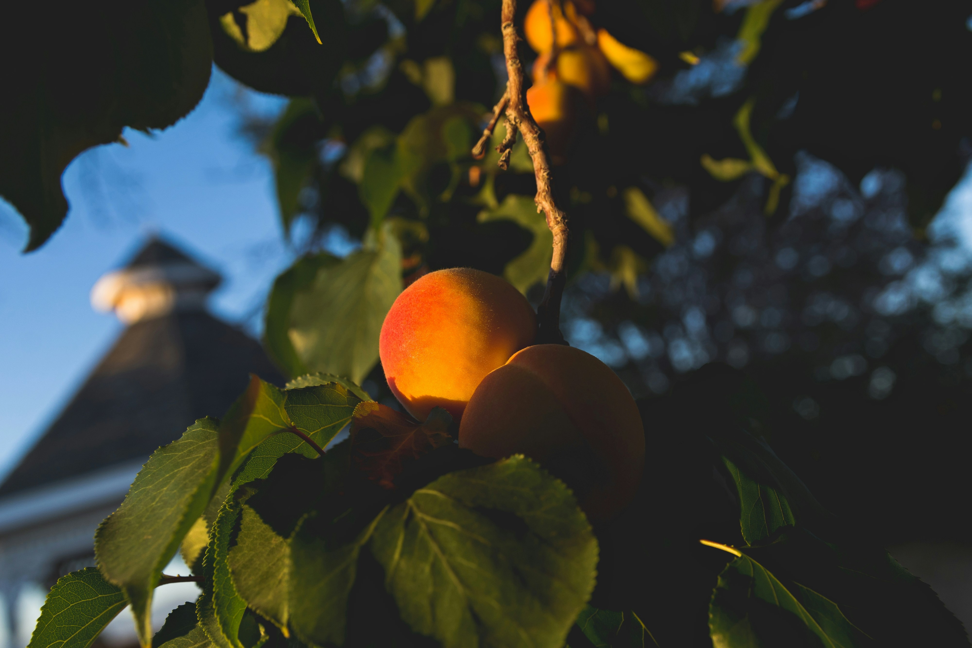 Ripening peaches nestled among vibrant green leaves, illuminated by the warm glow of late afternoon sunlight.