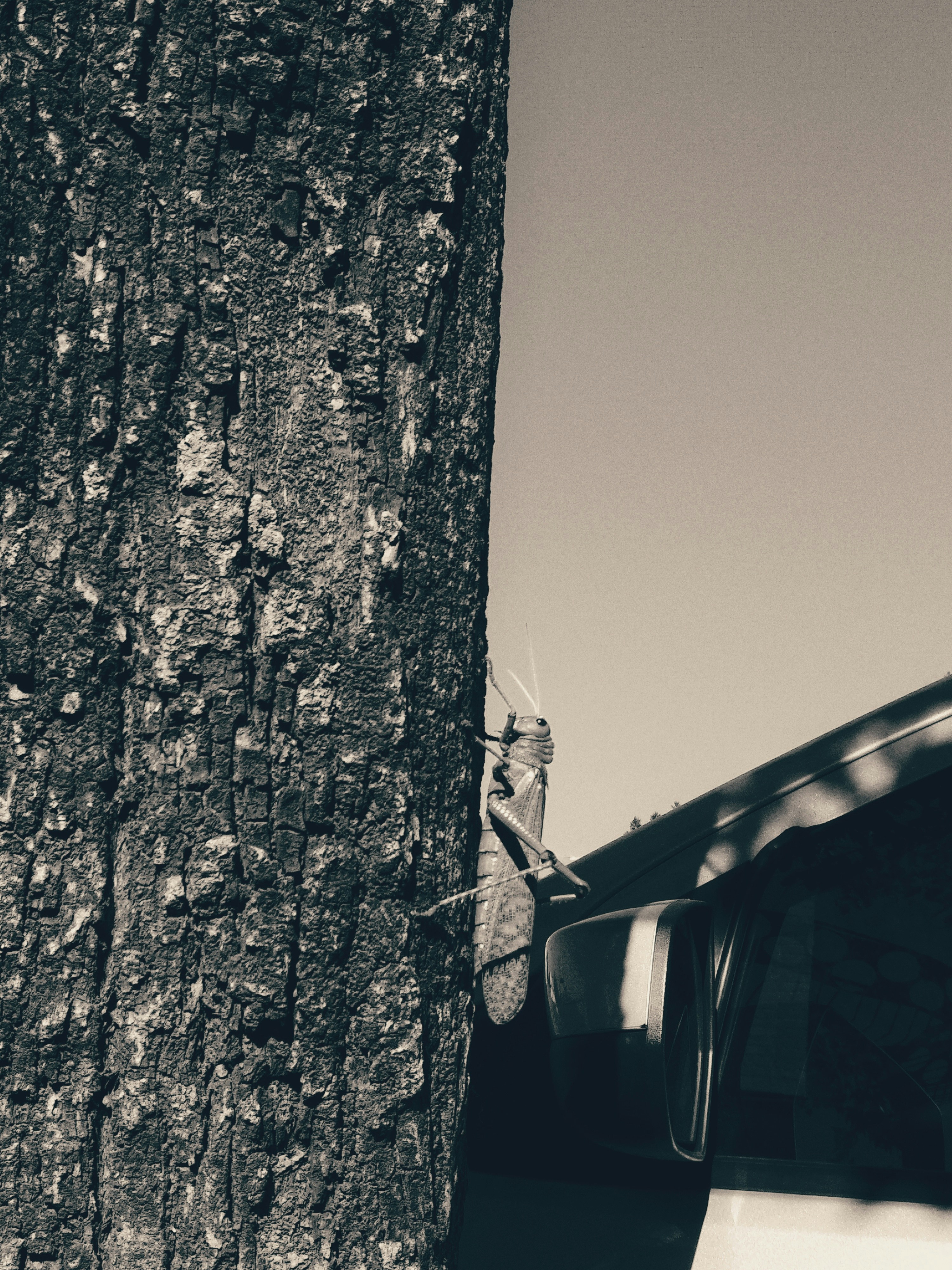 Creeping Mantle: A Mossy Tree Fork and a Carve of Silence