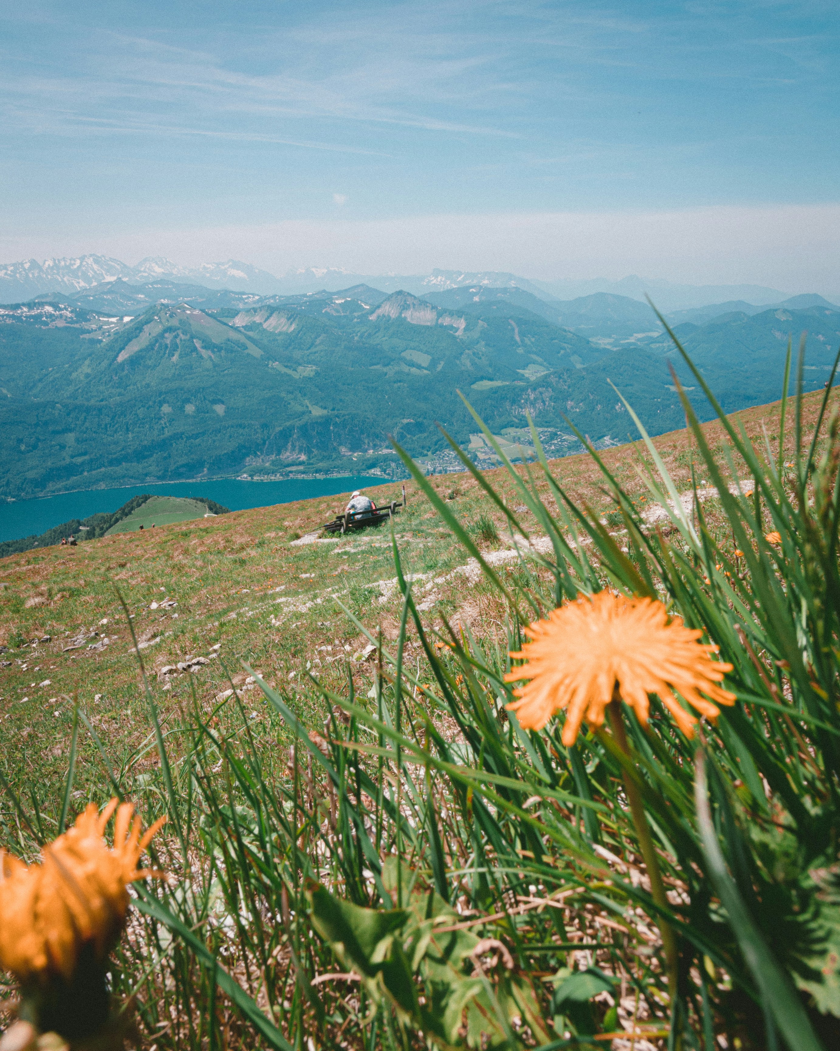 Foto de flor de racimo naranja – Imagen gratuita Planta en Unsplash