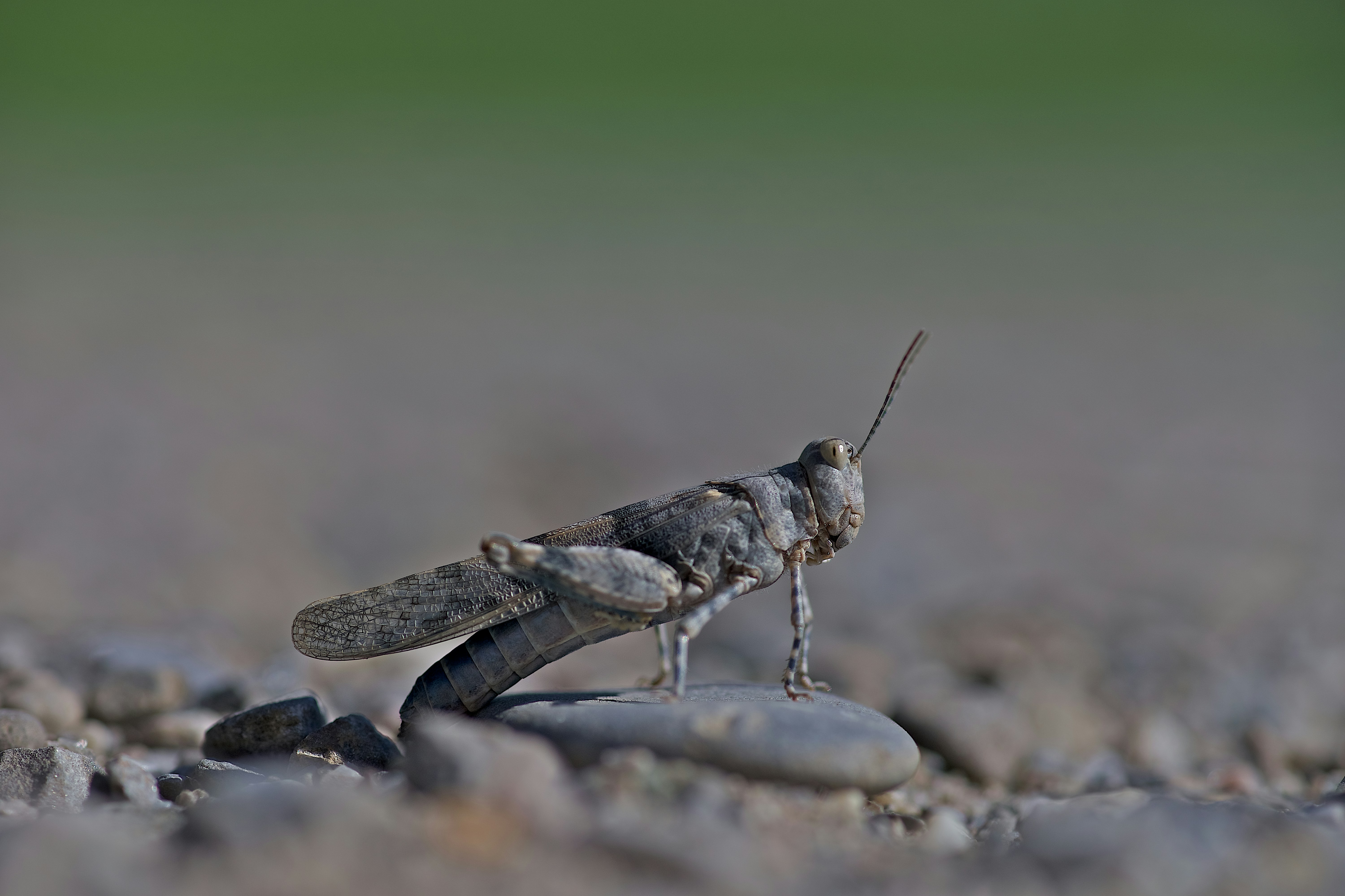 A grasshopper perched on a smooth stone, showcasing intricate details of its exoskeleton against a blurred green backdrop.