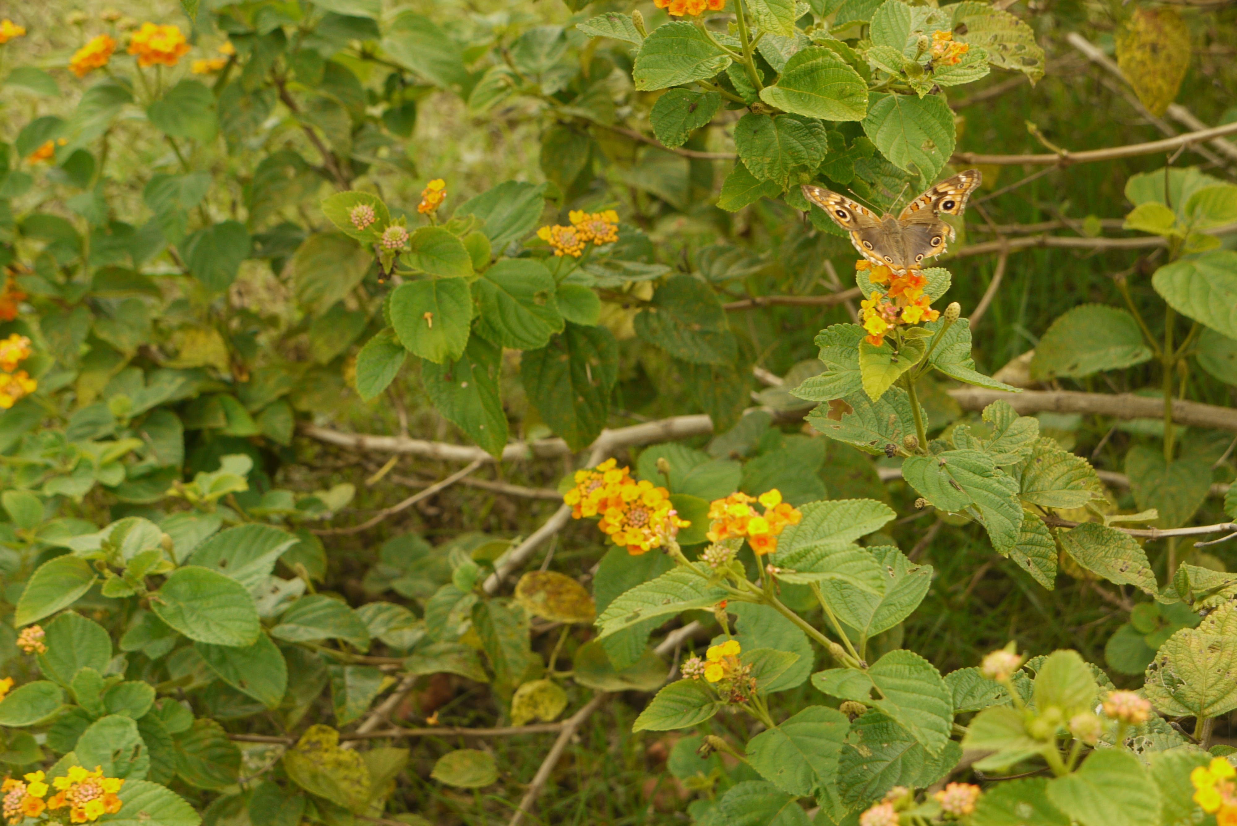 Butterfly perched delicately on vibrant yellow flowers amidst lush green foliage.
