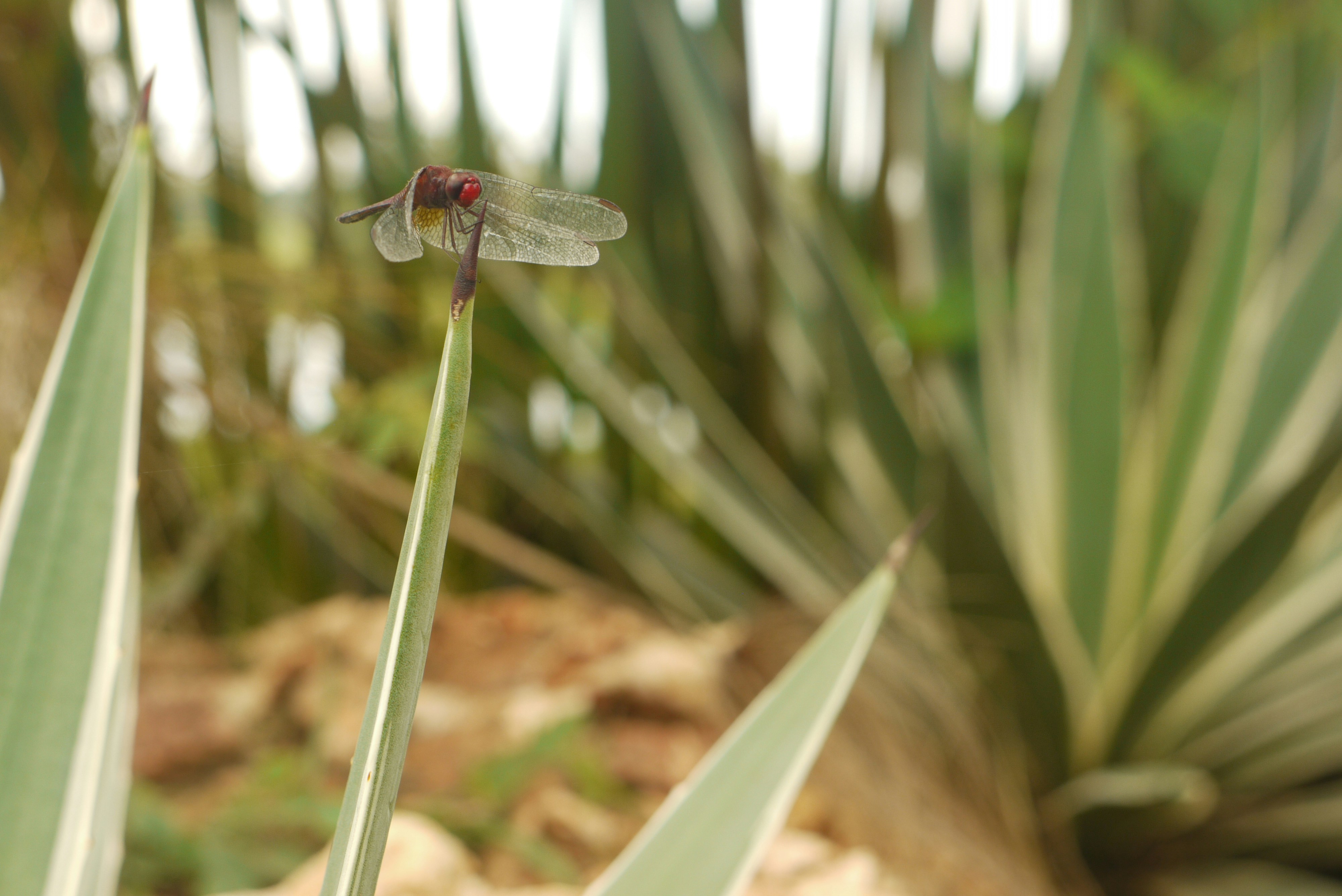 Dragonfly resting on a pointed succulent leaf with blurred desert plants in the background.