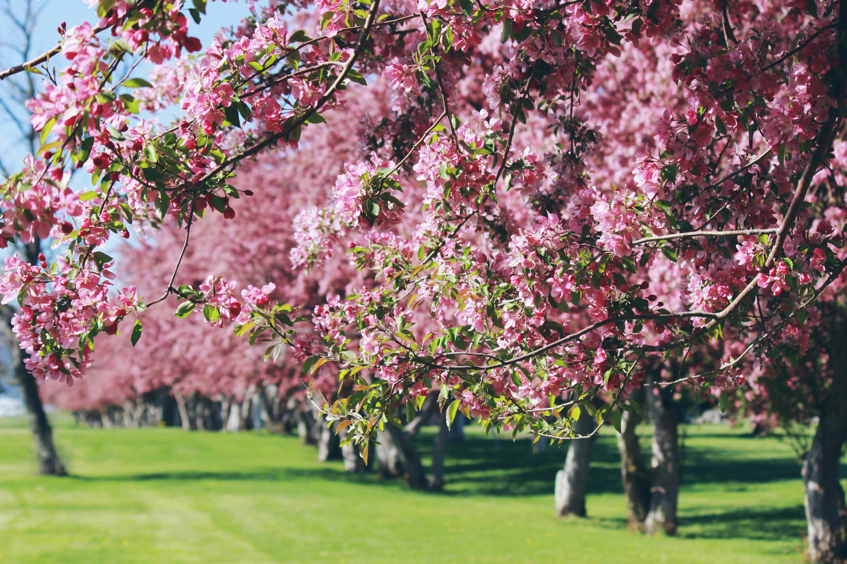 Spring Tree Pictures | Download Free Images on Unsplash