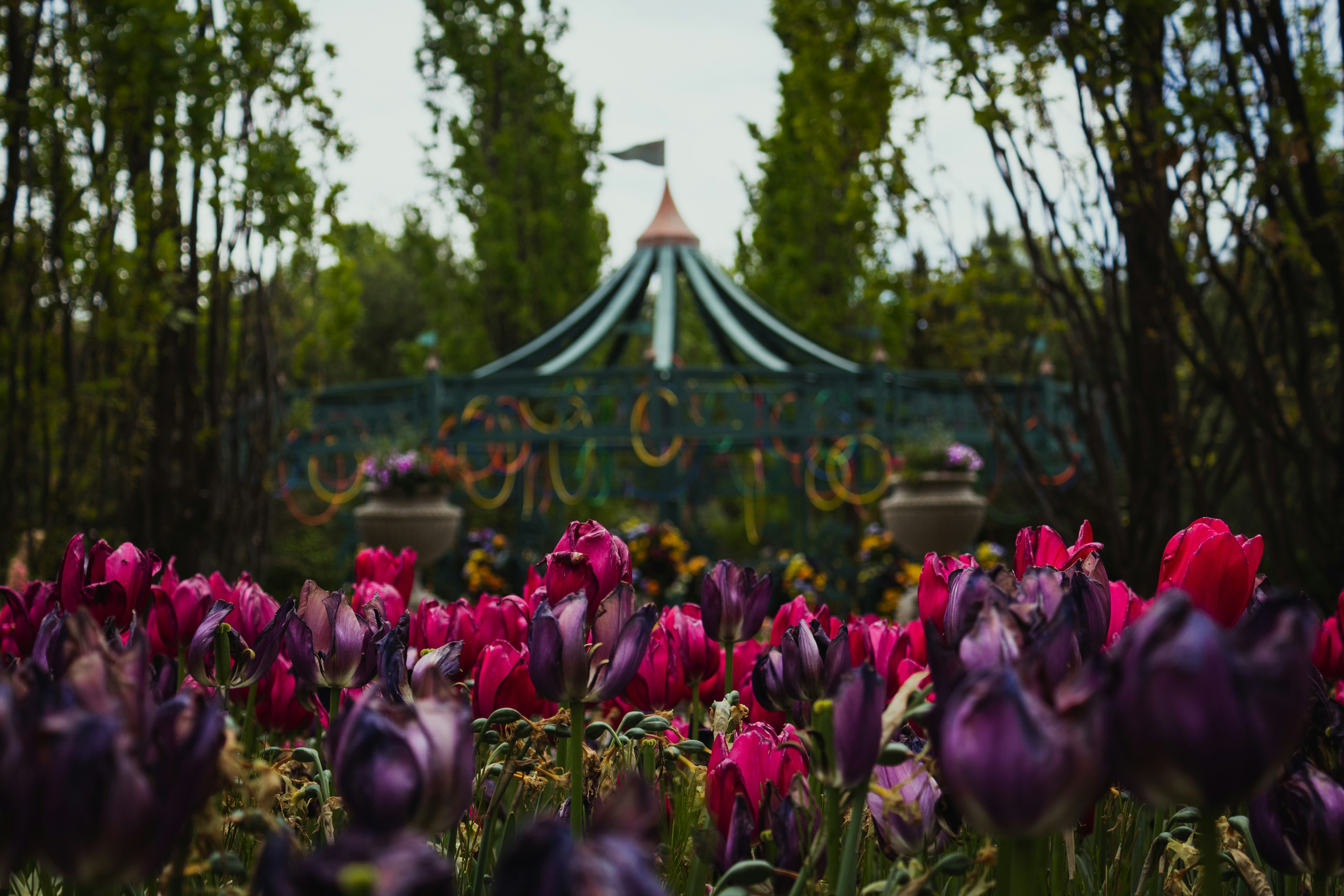 Vibrant tulips in shades of pink and purple foreground a whimsical garden pavilion, hinting at the joys of springtime. 