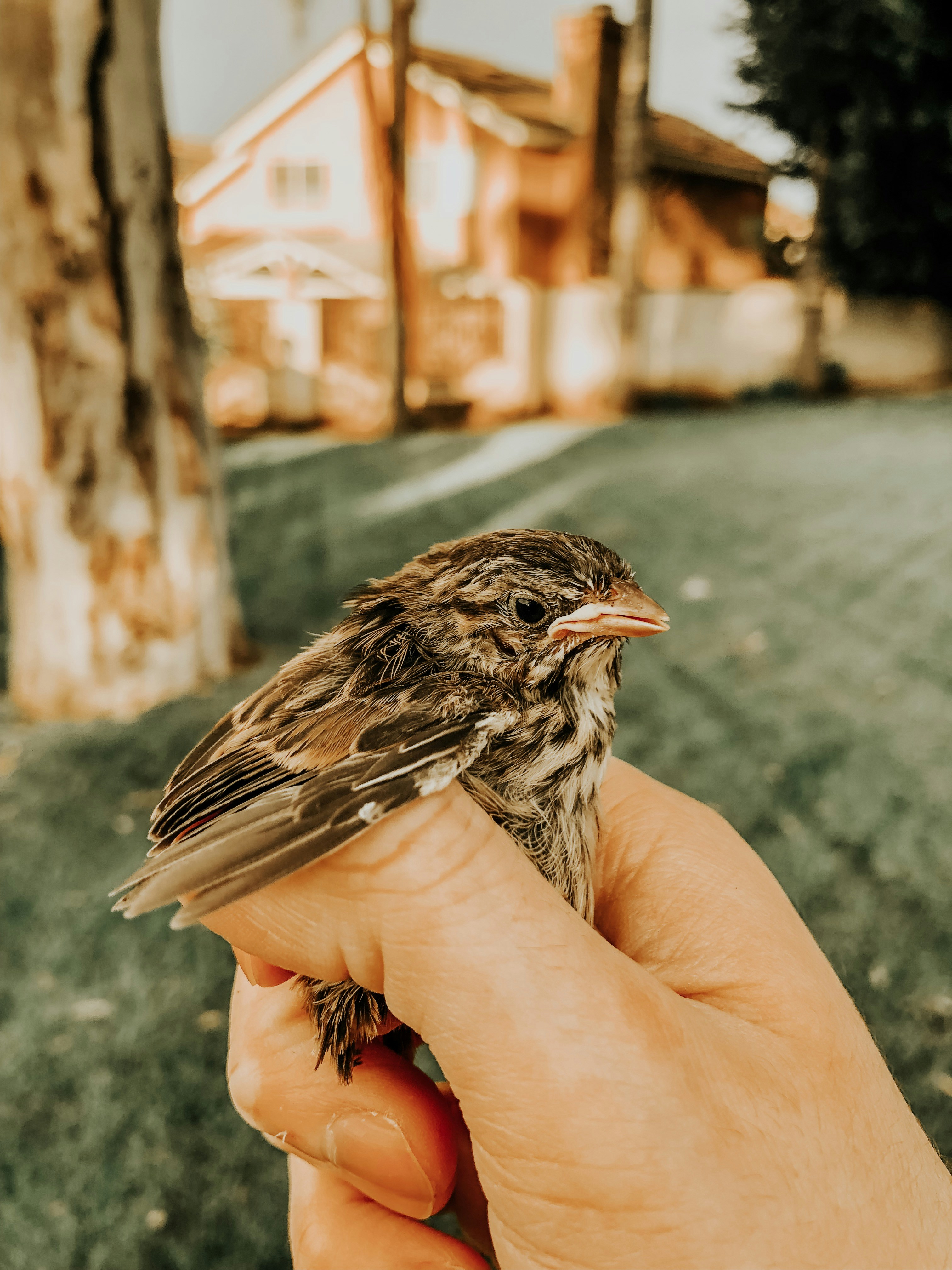 Palm-Side Fledgling in Golden Suburban Sunlight
