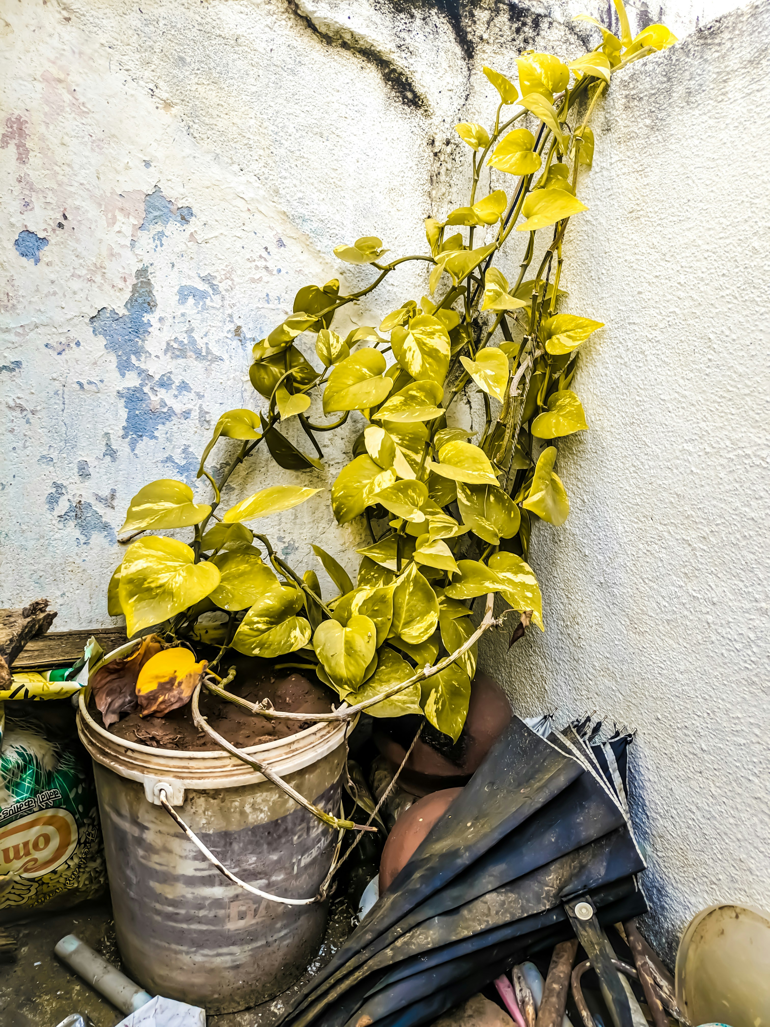 Golden Ivy Ascends a Weathered Urban Wall