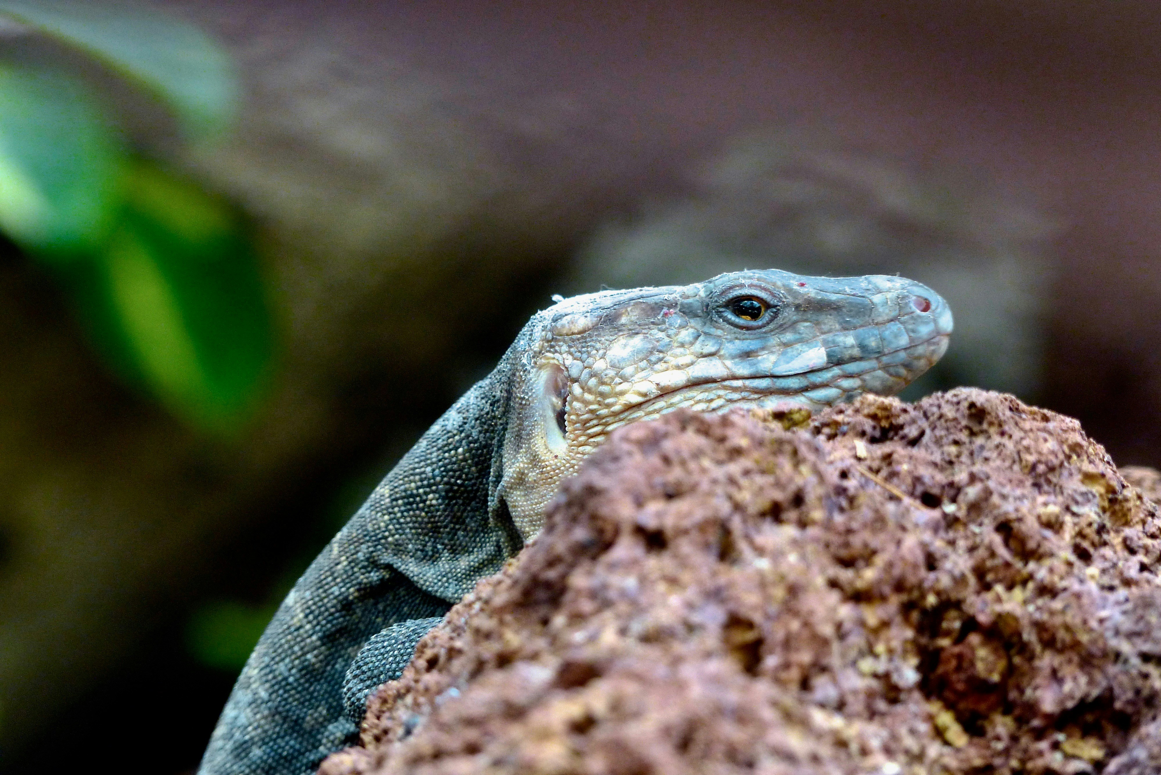 Close-up photograph of a blue-gray lizard perched on porous lava rock with a softly blurred green background.
