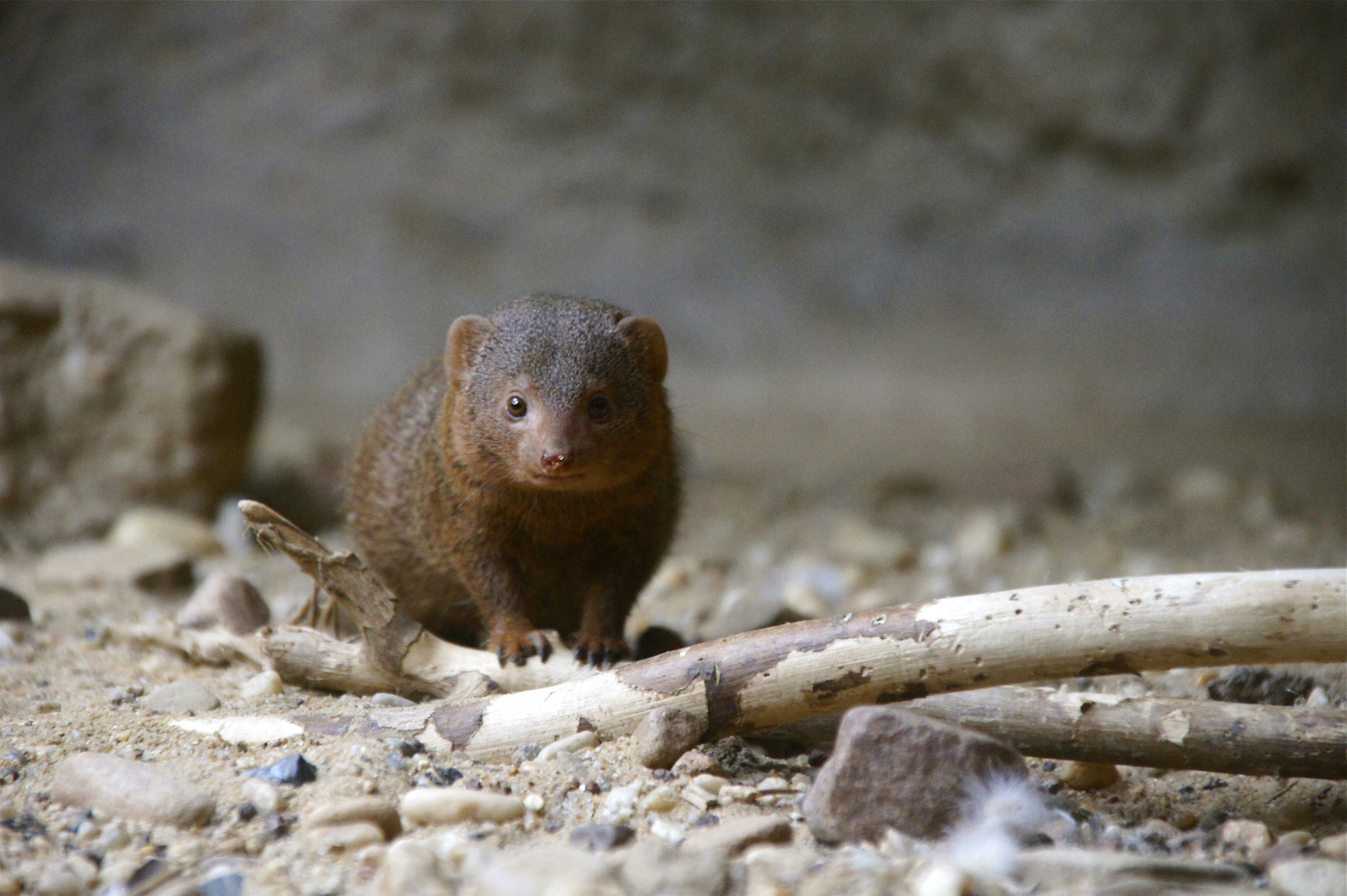 Small brown animal standing on rocky ground surrounded by bones and stones.