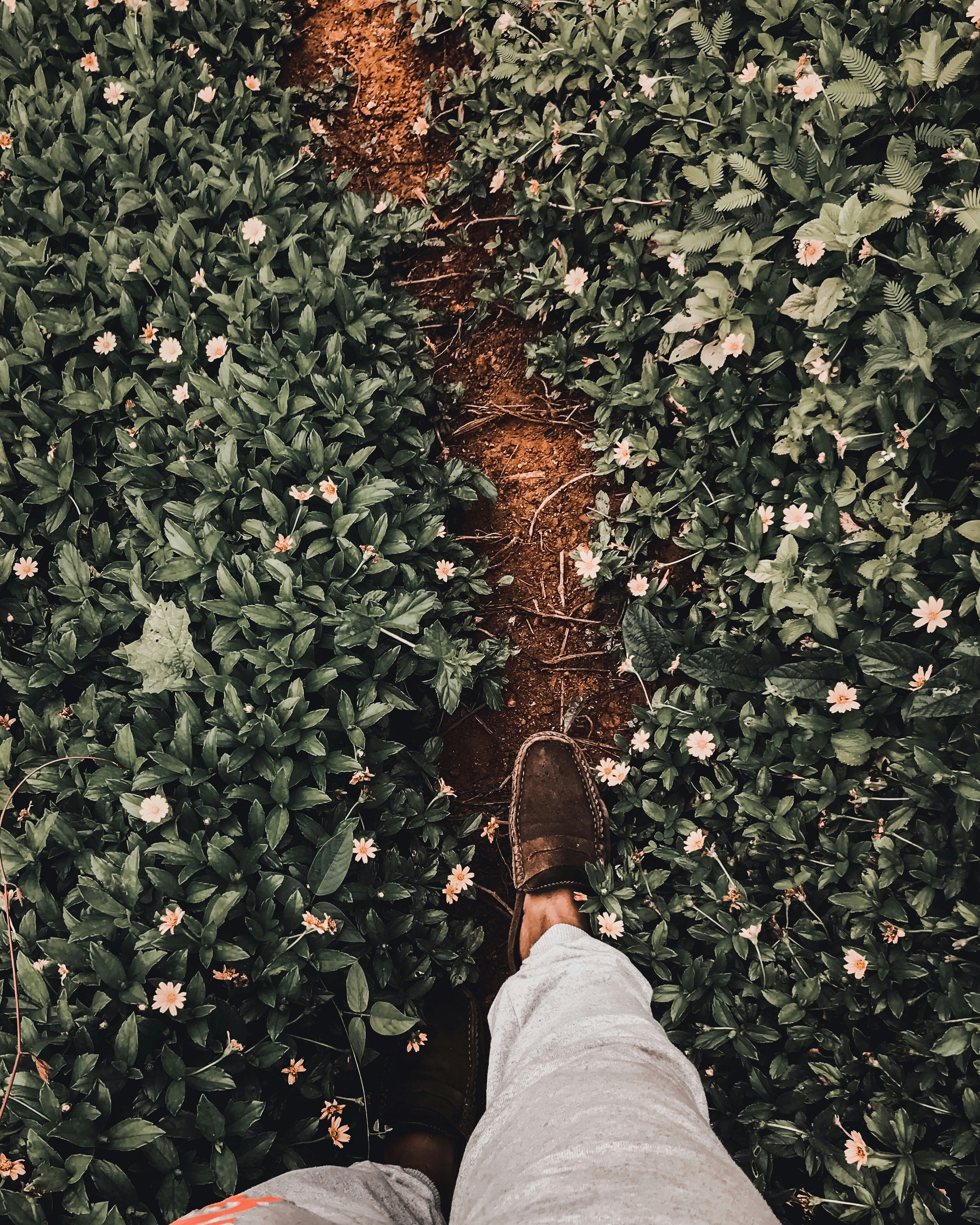 Steps Through a Petal-Lined Corridor