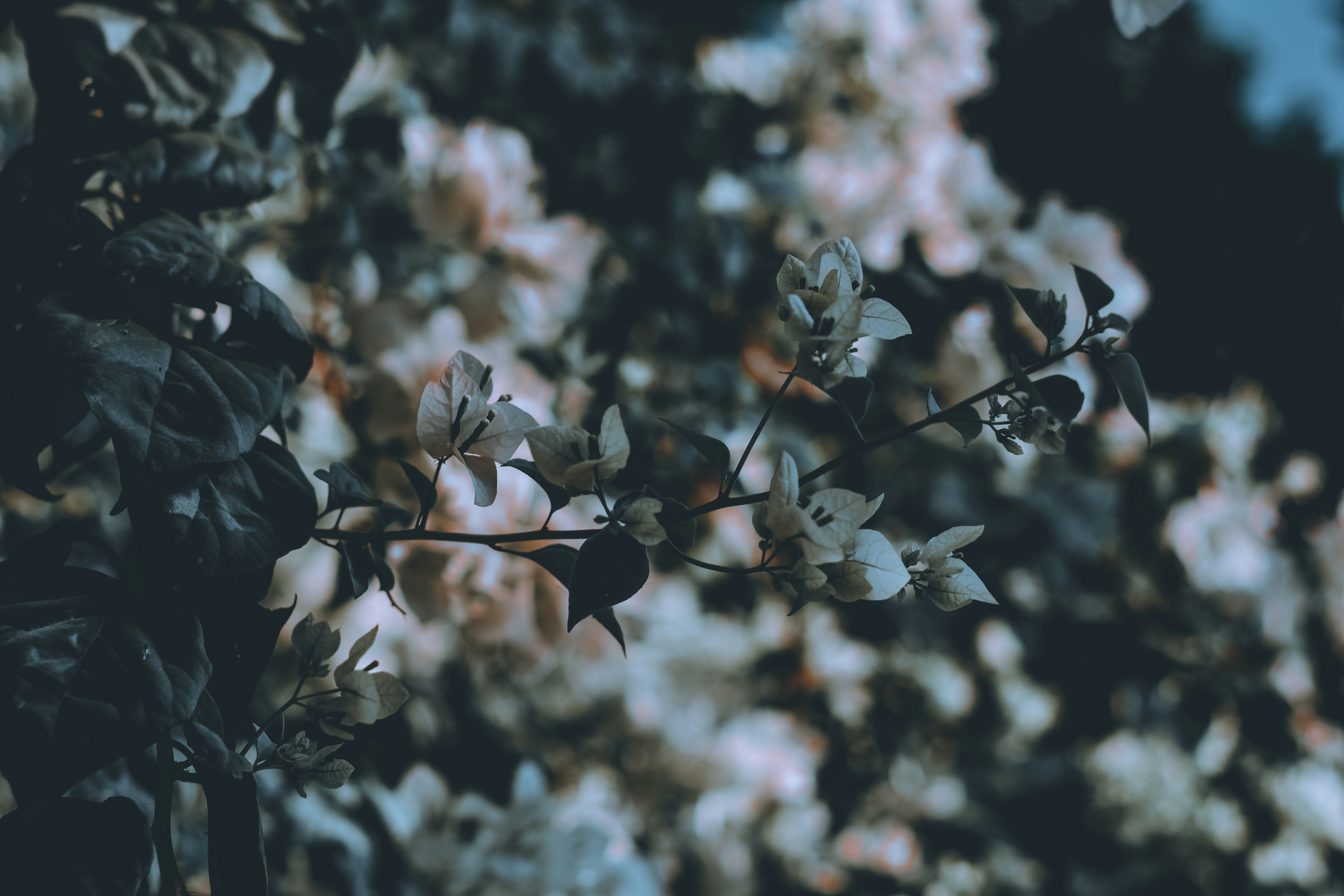 Delicate white flowers bloom amidst a softly blurred background, creating a serene atmosphere. The composition emphasizes the beauty of nature's subtleties.