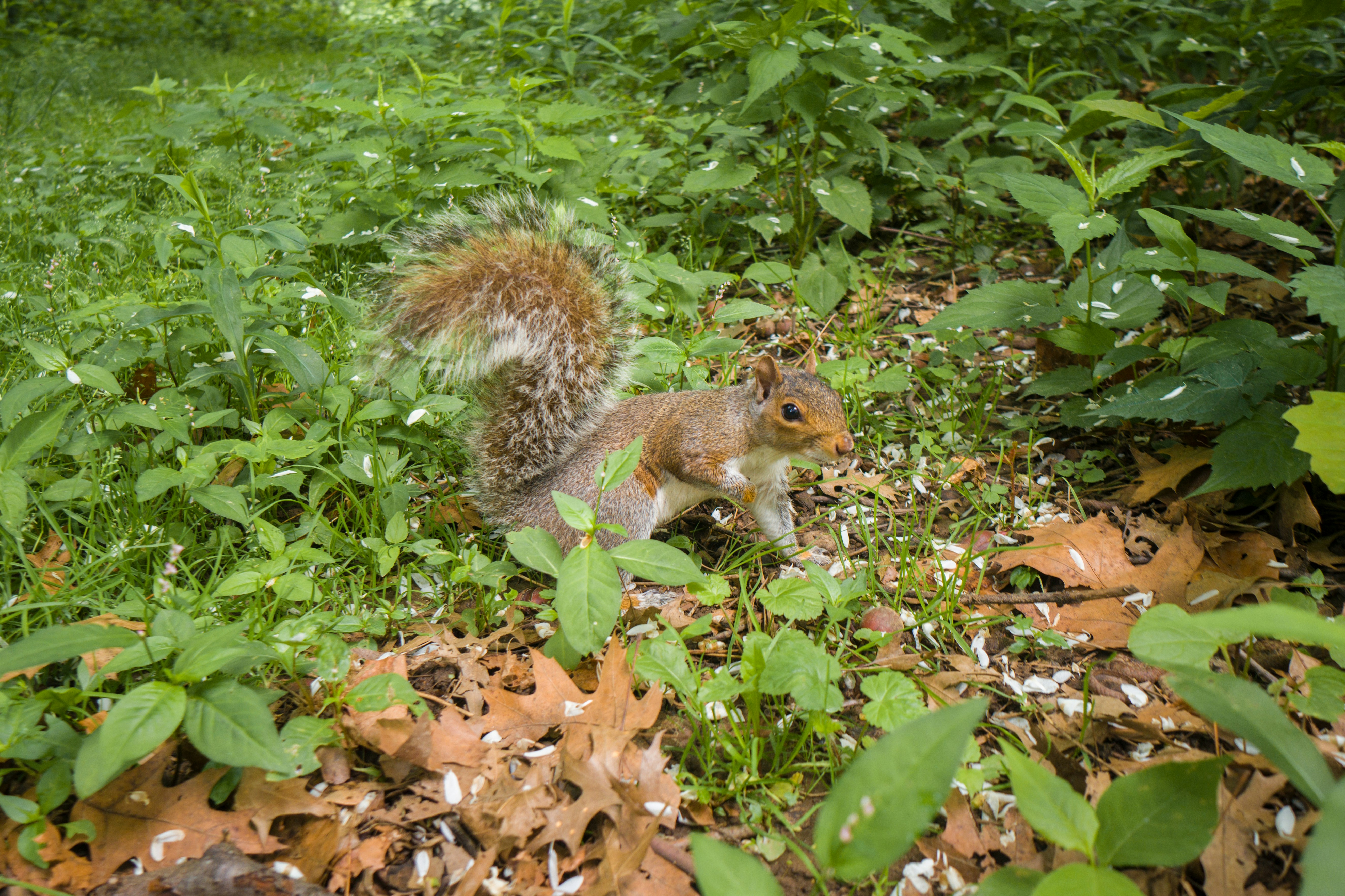 Brown squirrel near plant photo – Free Animal Image on Unsplash
