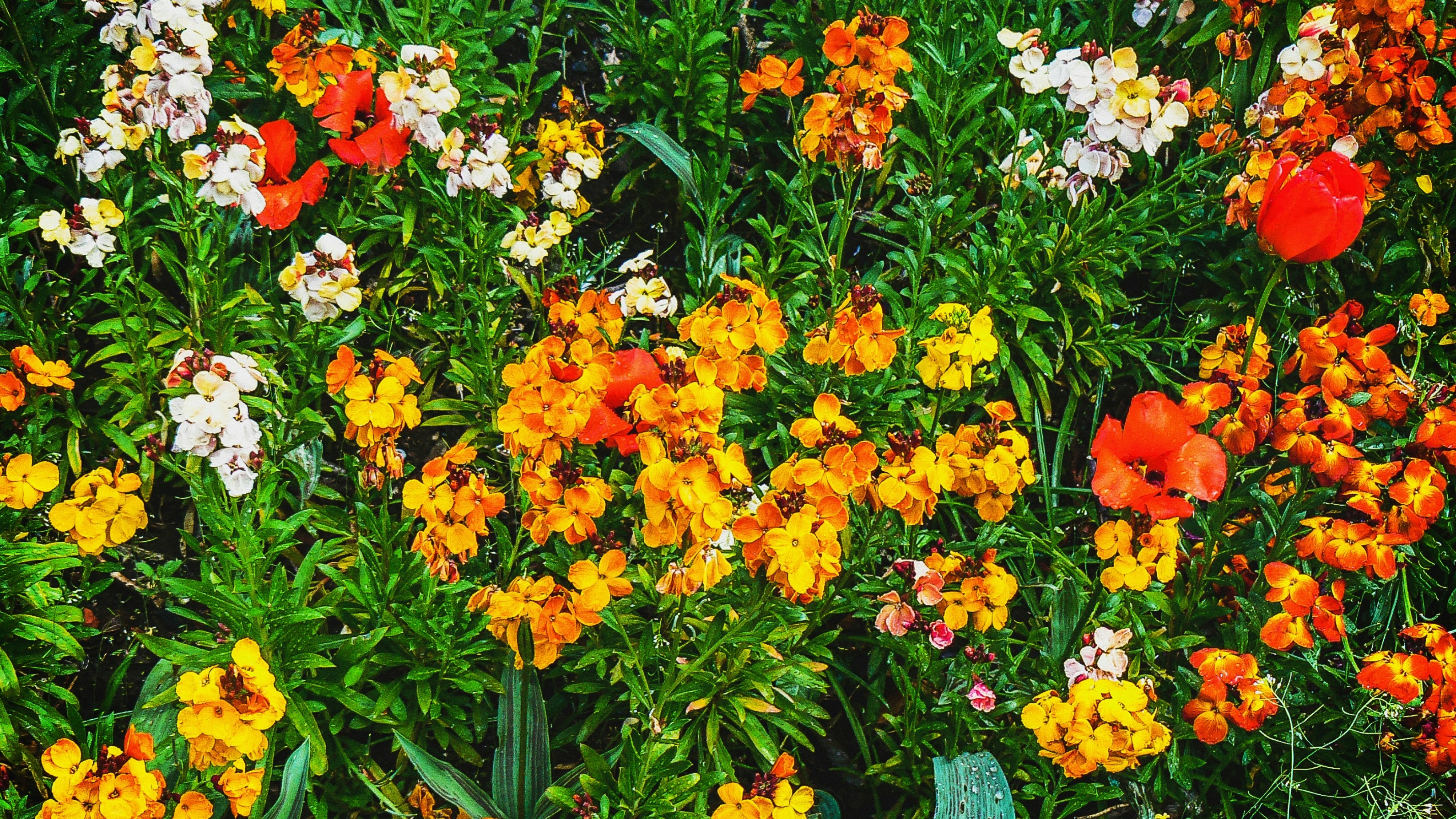 A colorful array of flowers in various shades of orange, yellow, and white, creating a lively garden scene filled with nature's beauty.