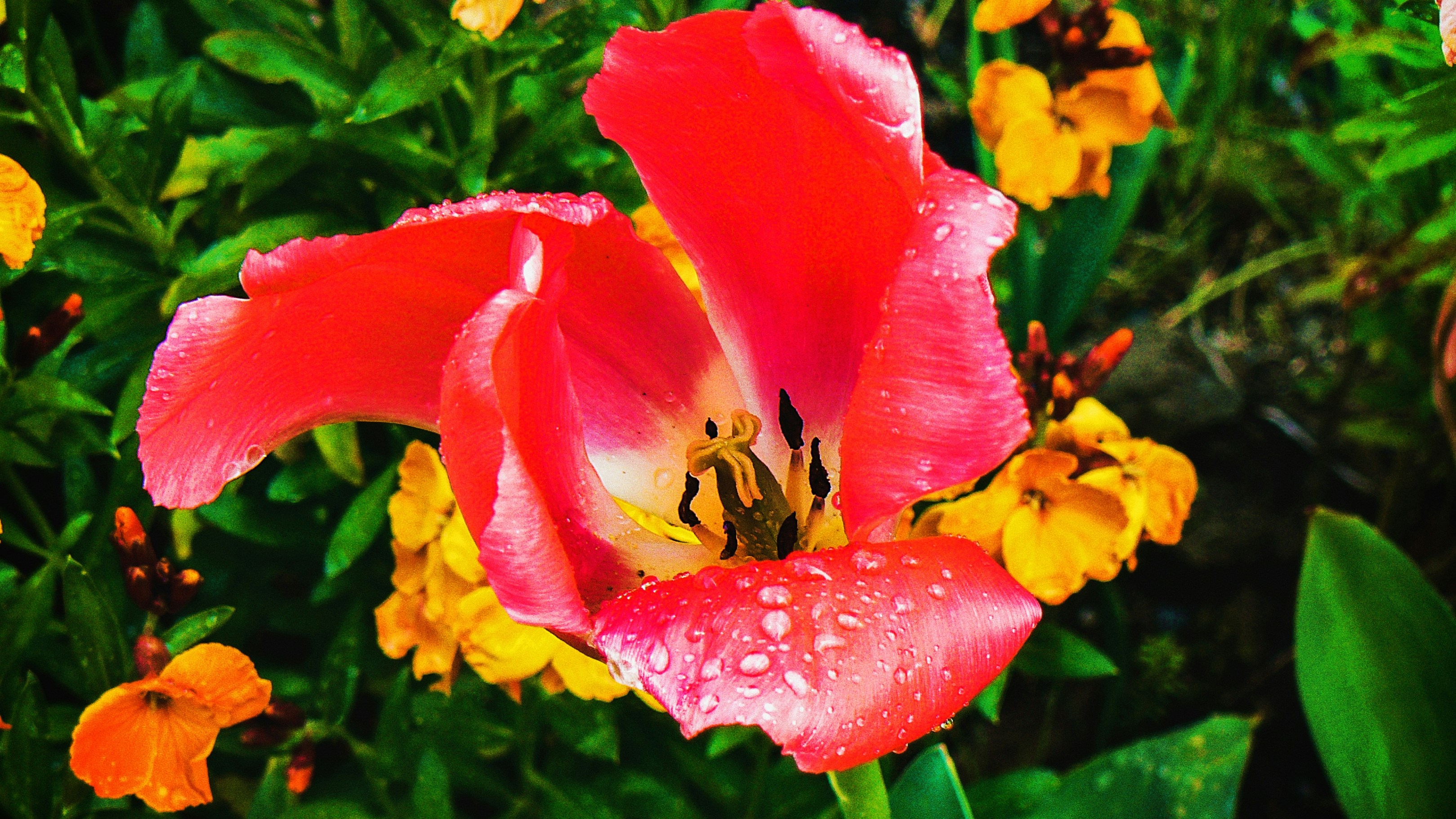Petals in Focus: A Pink Tulip Surrounded by Bright Yellows
