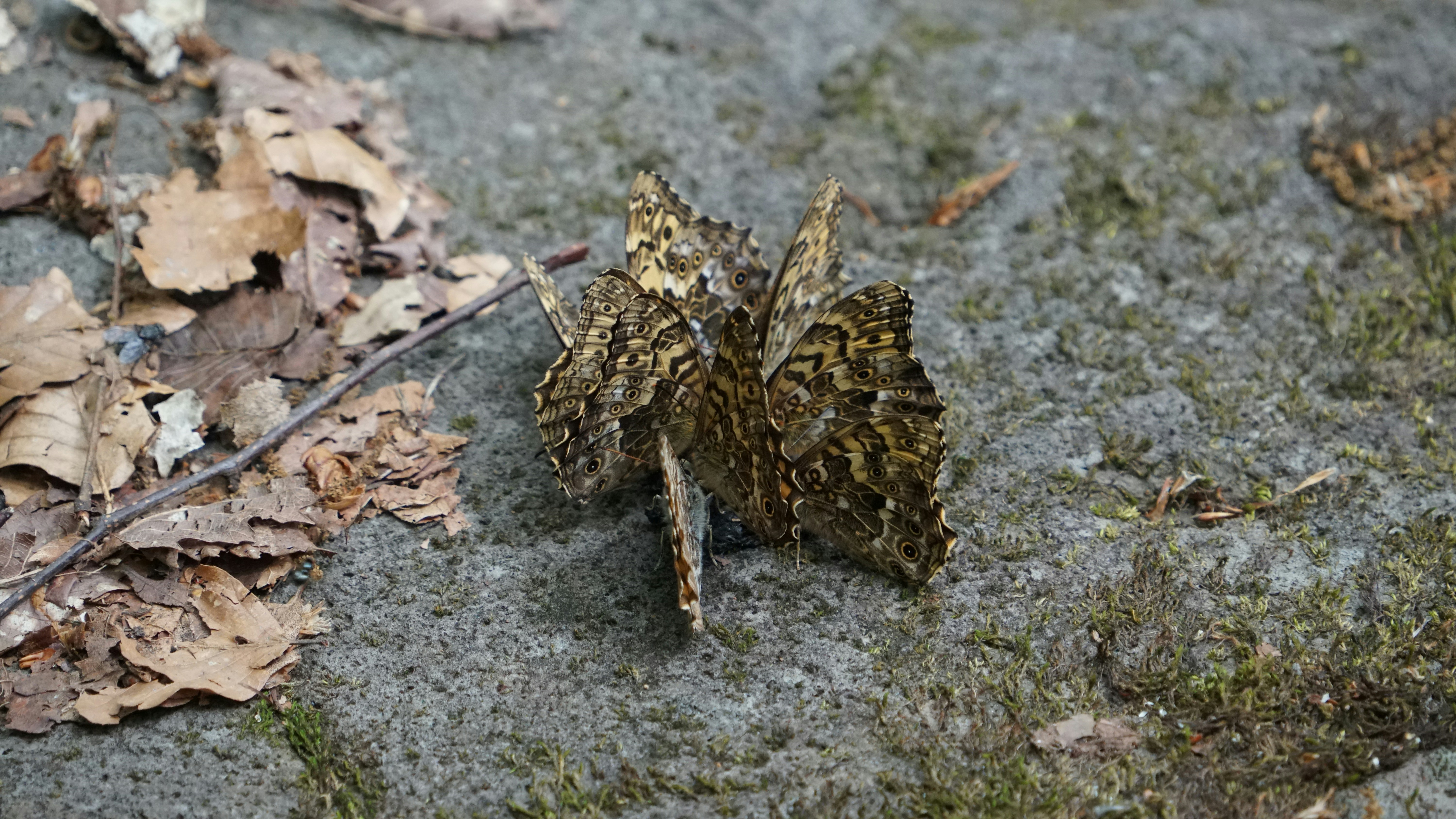 Camouflaged Monarch on a Mossy Path