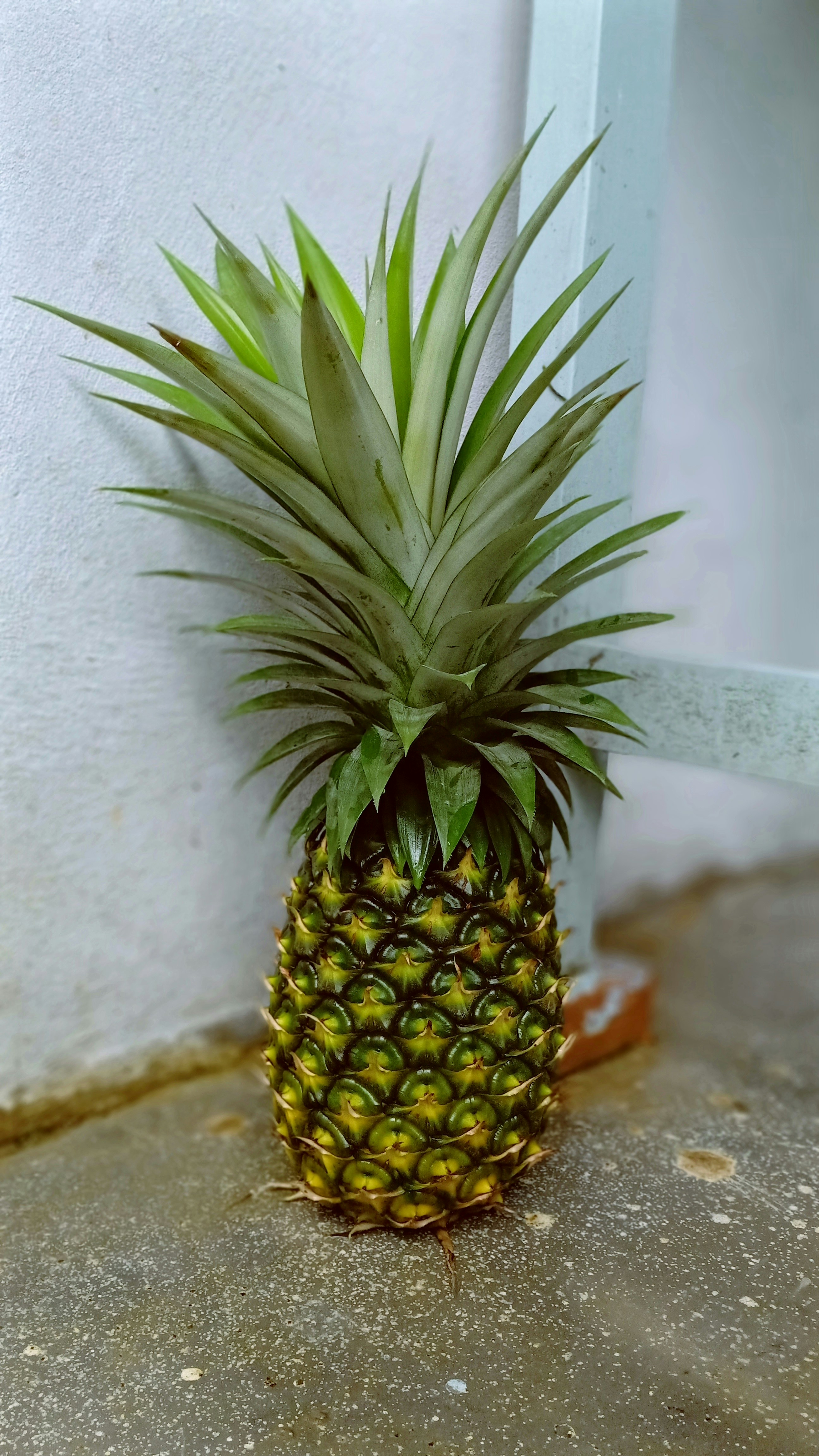Vibrant pineapple standing against a textured wall, showcasing its lush green leaves and distinctive pattern. A unique blend of nature and urban setting.
