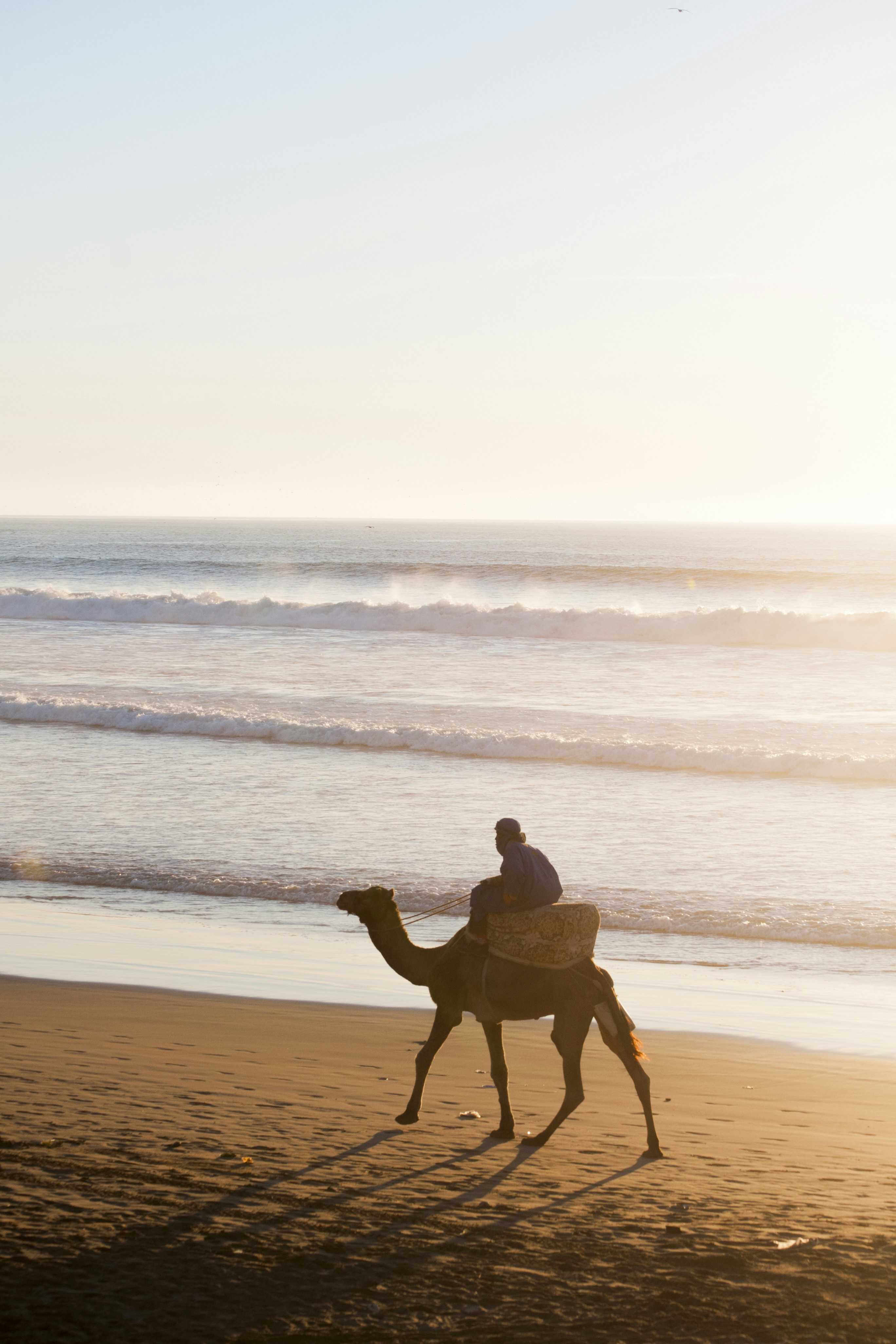 A rider on a camel traverses the sandy beach as waves gently lap the shore during sunset.