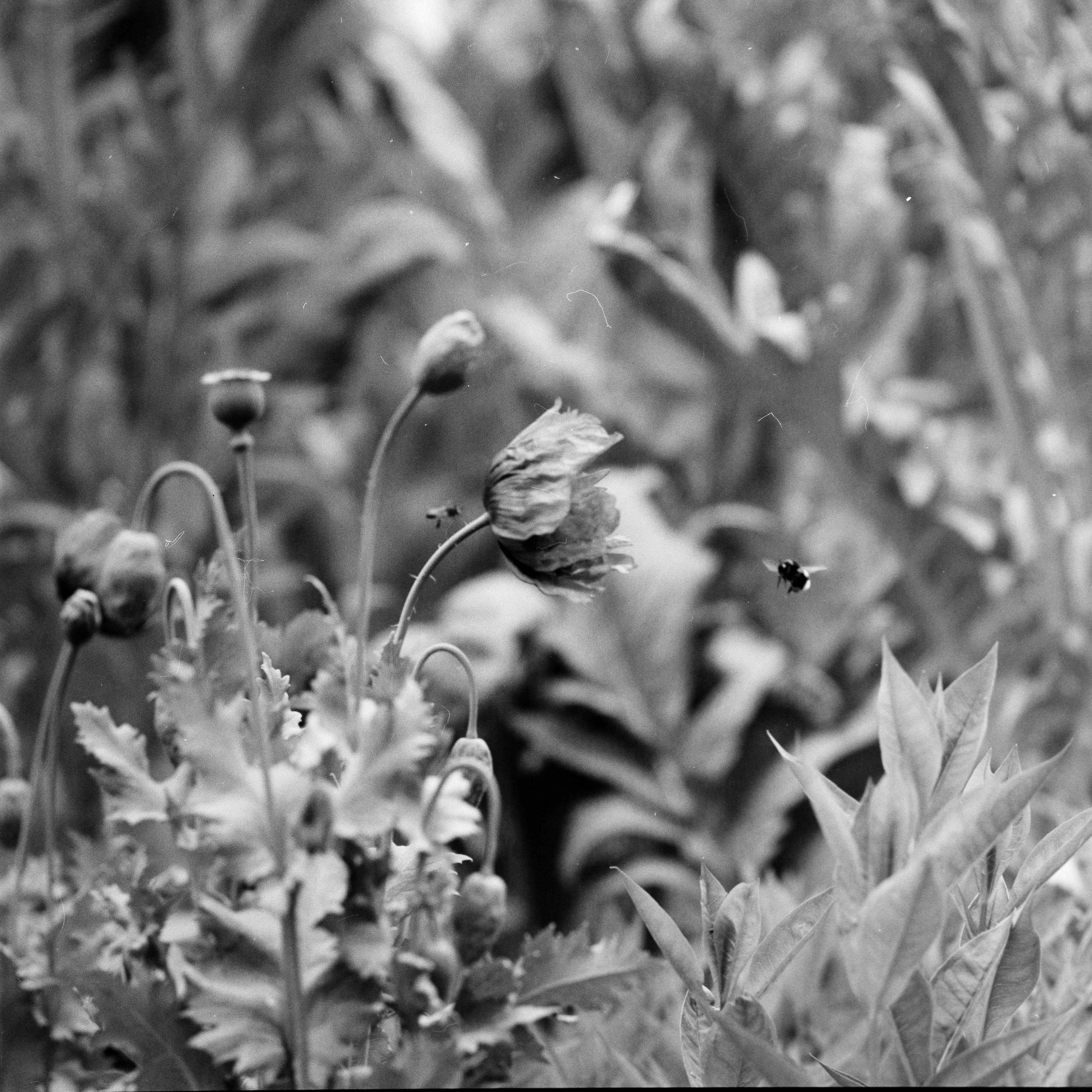 Two bees flying around flowers in grayscale photo photo – Free Grey ...