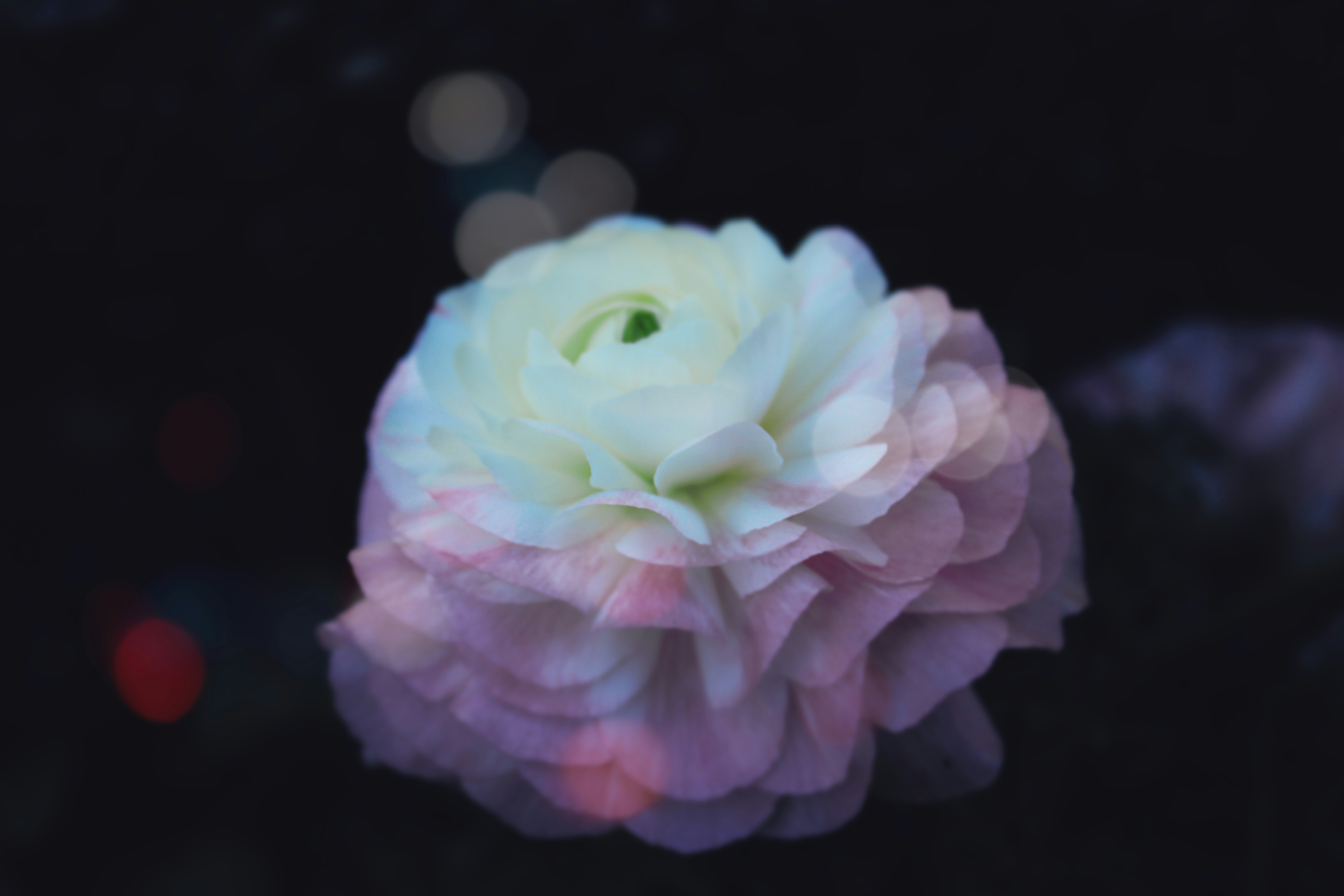 Whisper of the Pastel Bloom