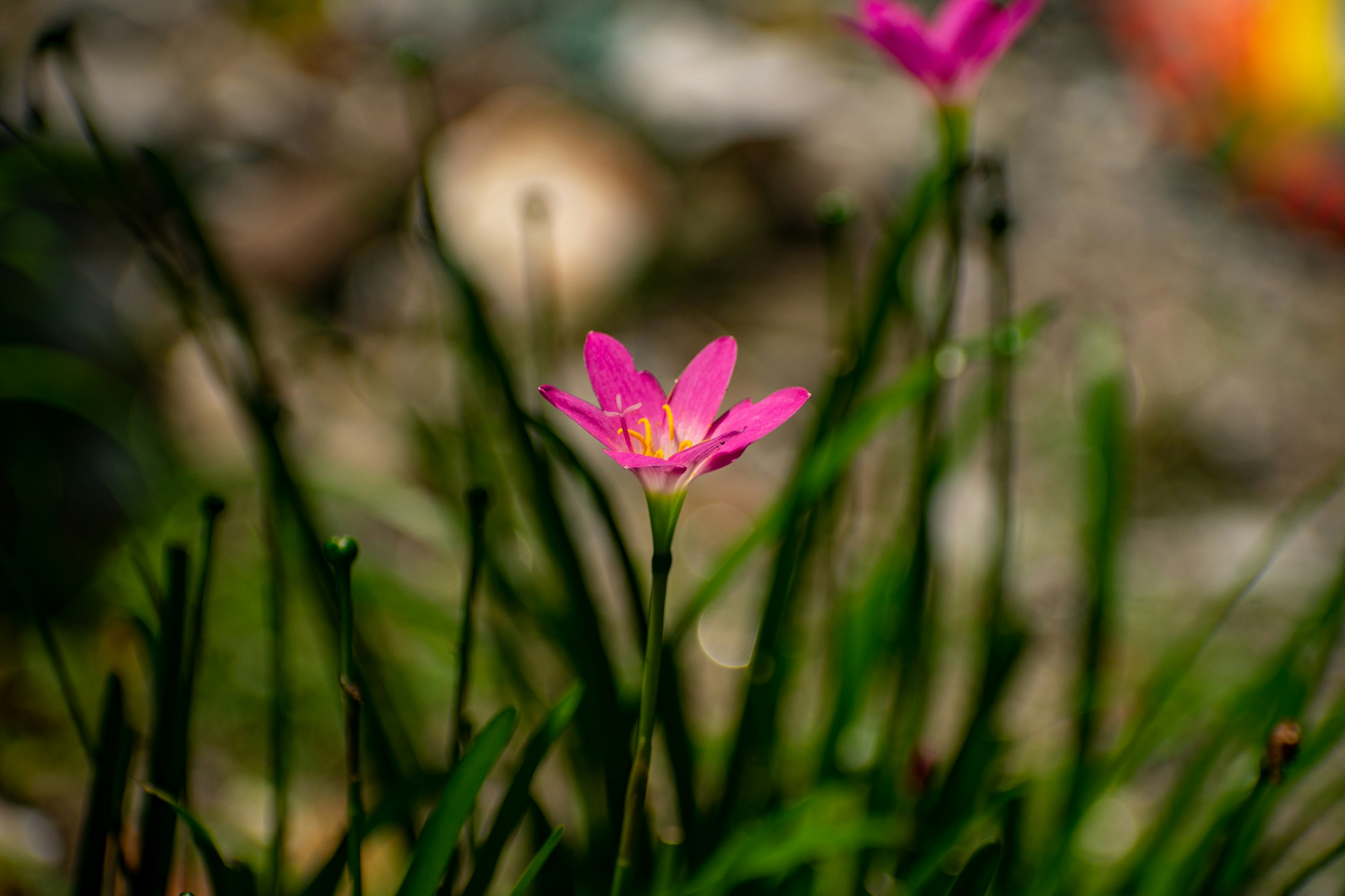 On a Bright day, the Grass flower took my Attraction by it's bright pink color
