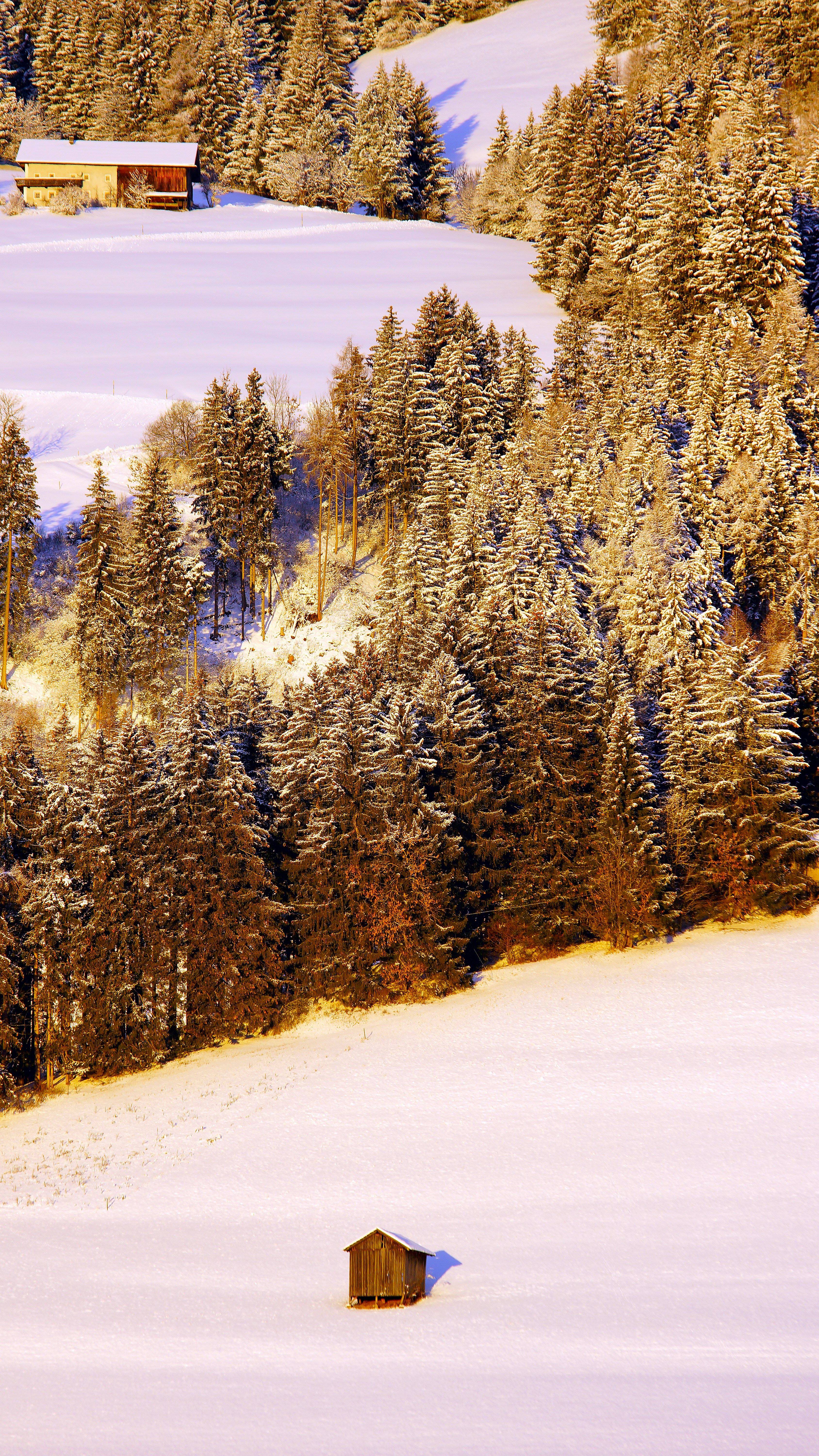 Green Pine tree scenery photo – Free Brown Image on Unsplash