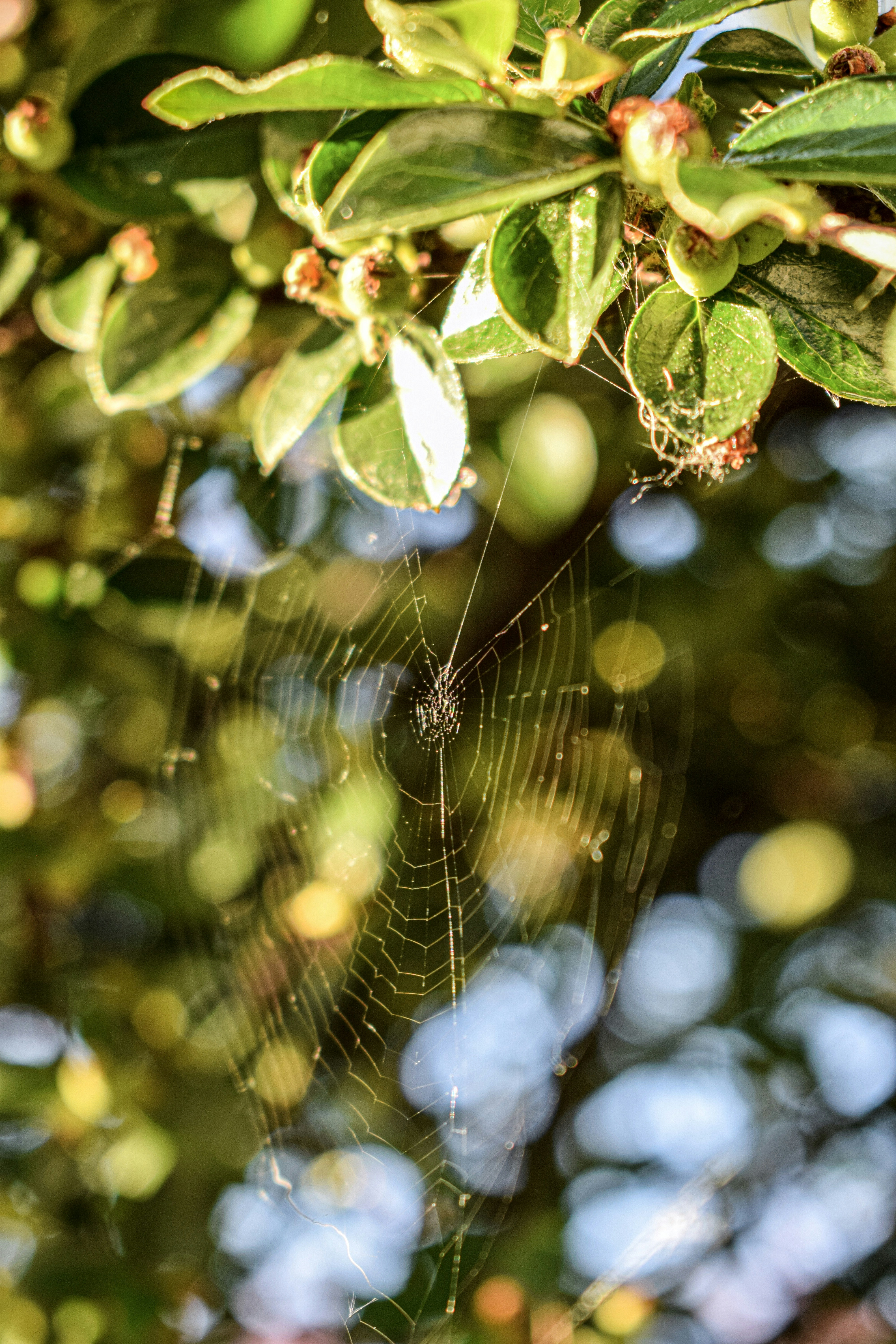 Spider Silk in Dappled Light: Center Stage Among Green Leaves