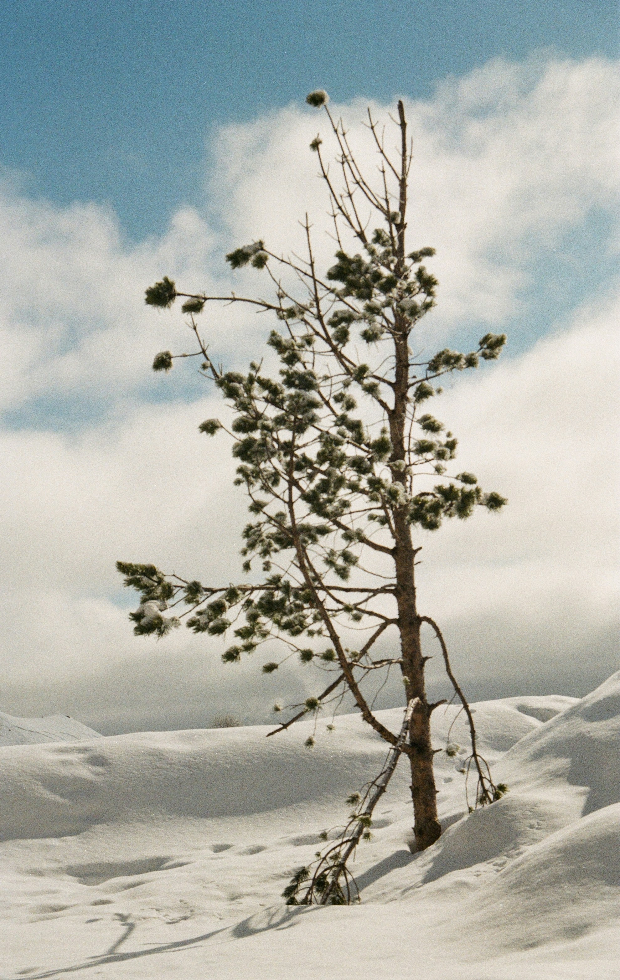 Lone pine stands in a wind-sculpted snowfield beneath a pale blue sky, a photograph capturing stark winter solitude.