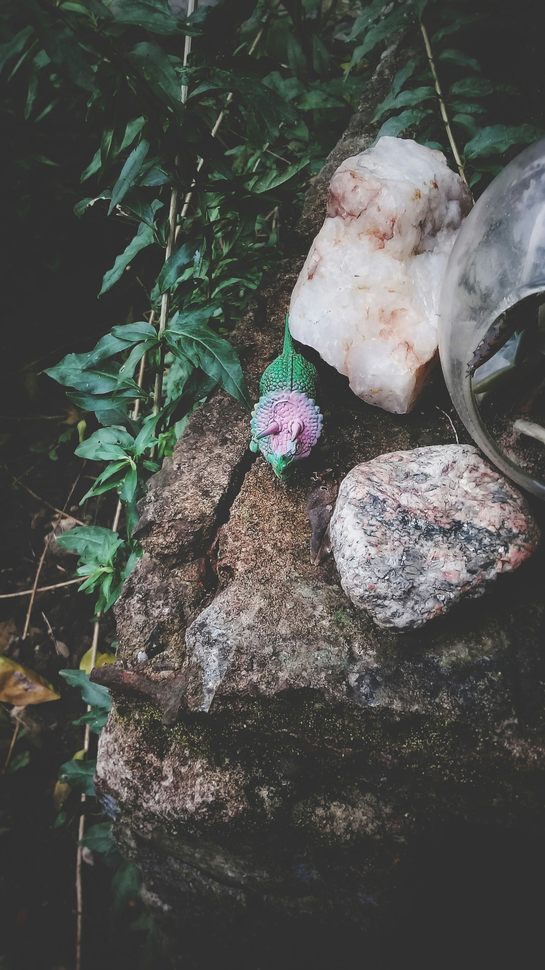 Crimson Hiding on Rock: A Tiny Orchid Cactus amidst Stones