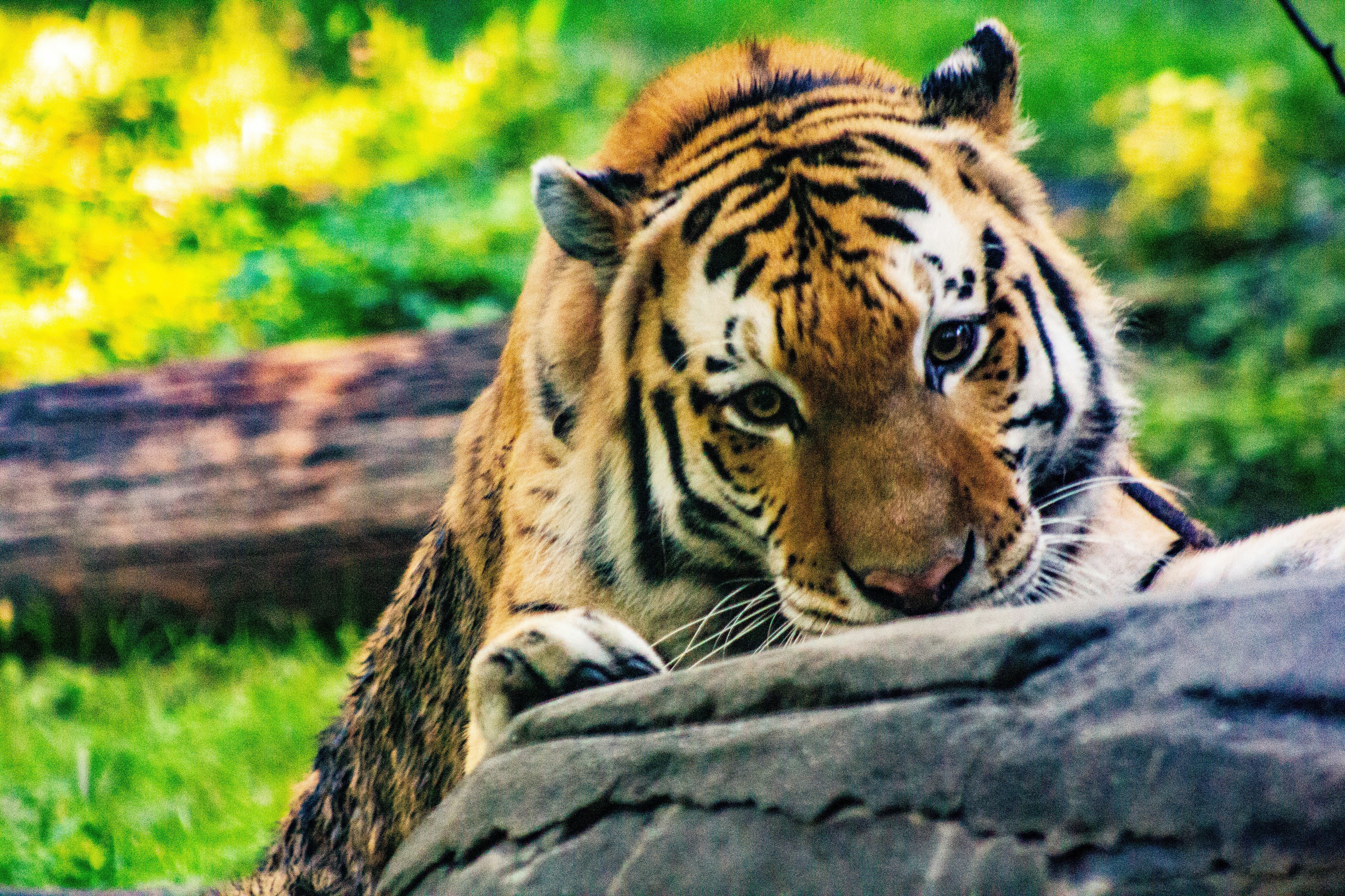 Tiger Over the Ledge: Quiet Intensity in Dappled Light