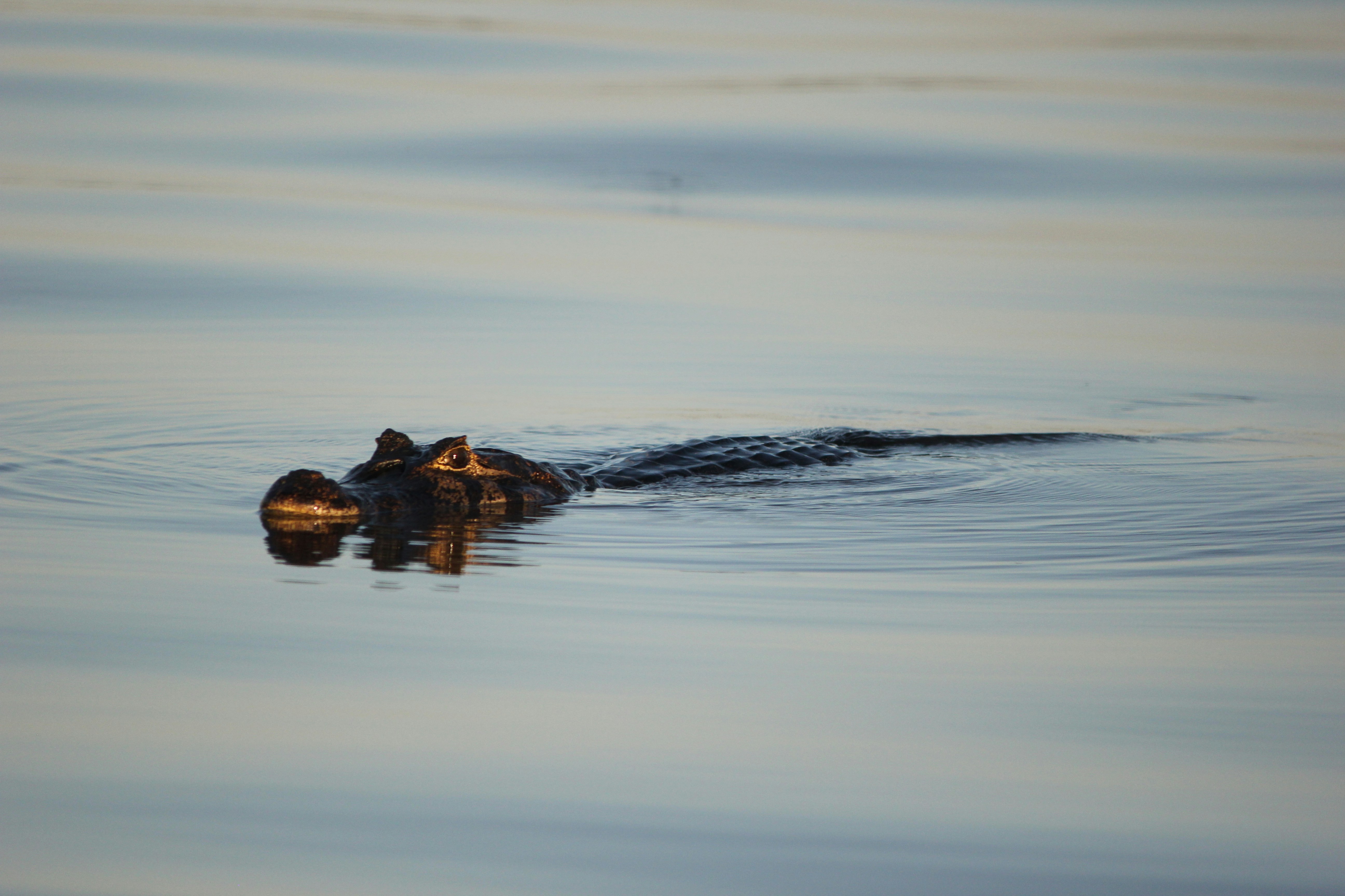 A calm water scene featuring a partially submerged alligator, with gentle ripples surrounding it. The soft hues of the water reflect the tranquility of the environment.