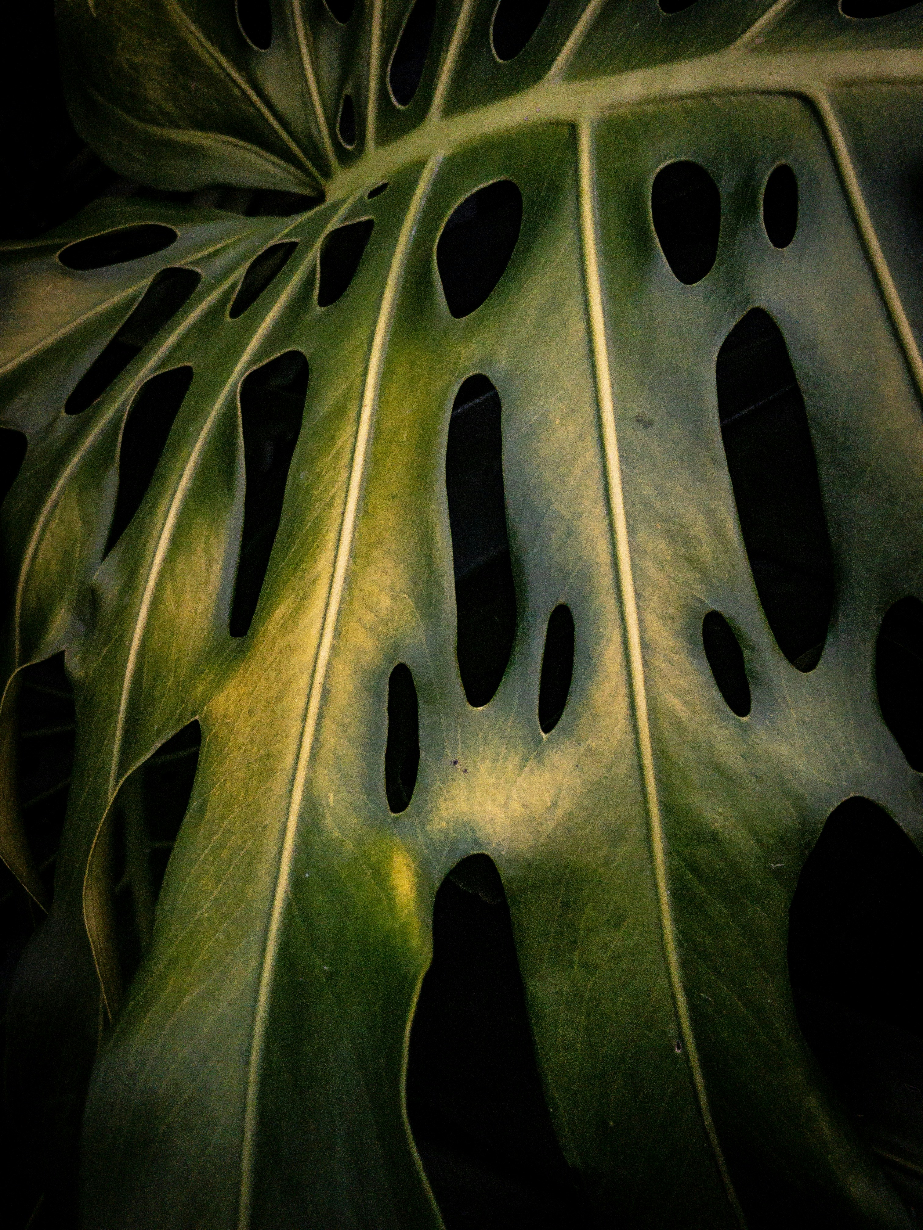 Lattice of Light: Monstera Fenestrations in Velvet Shadow