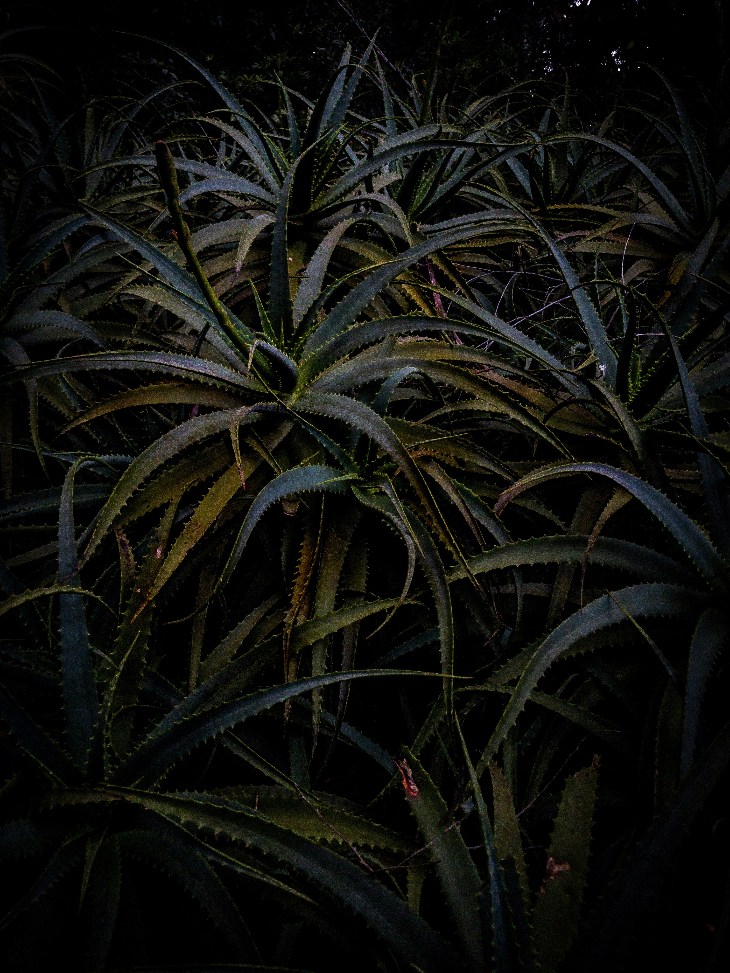 green-leafed plants