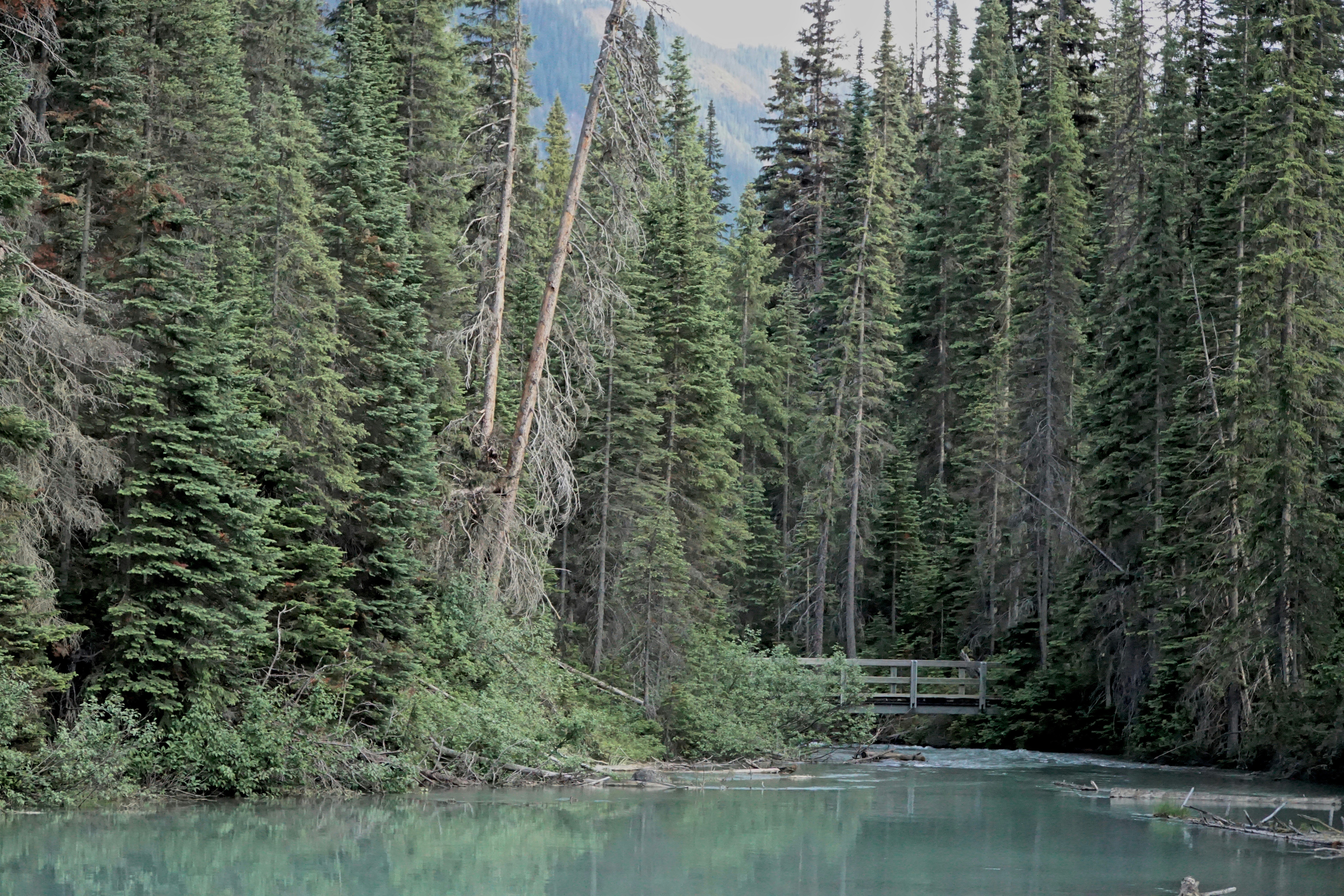 Emerald River Crossing Through a Quiet Evergreen Corridor