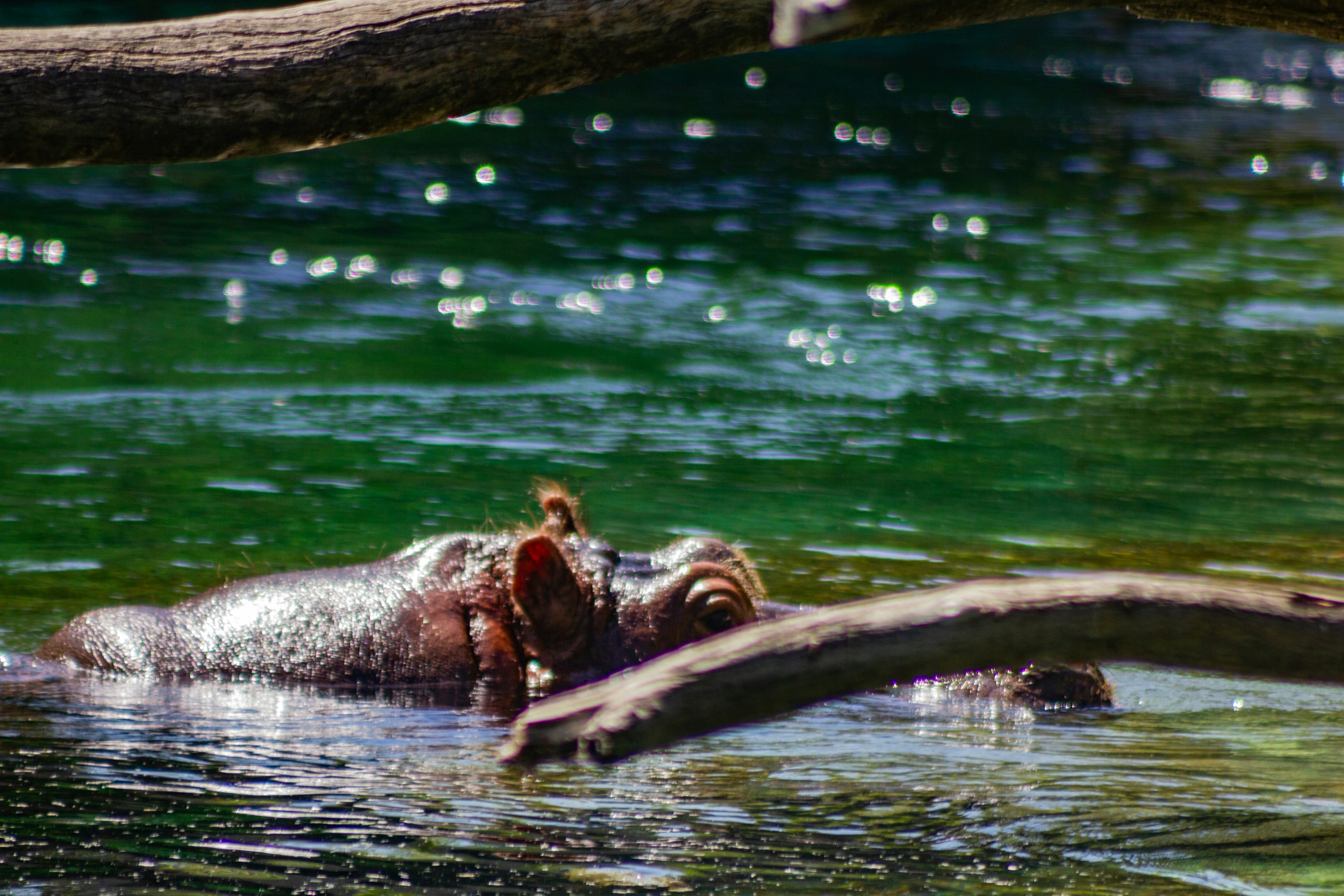 A hippo partially submerged in tranquil waters, surrounded by natural elements. The reflections and colors create a peaceful atmosphere.