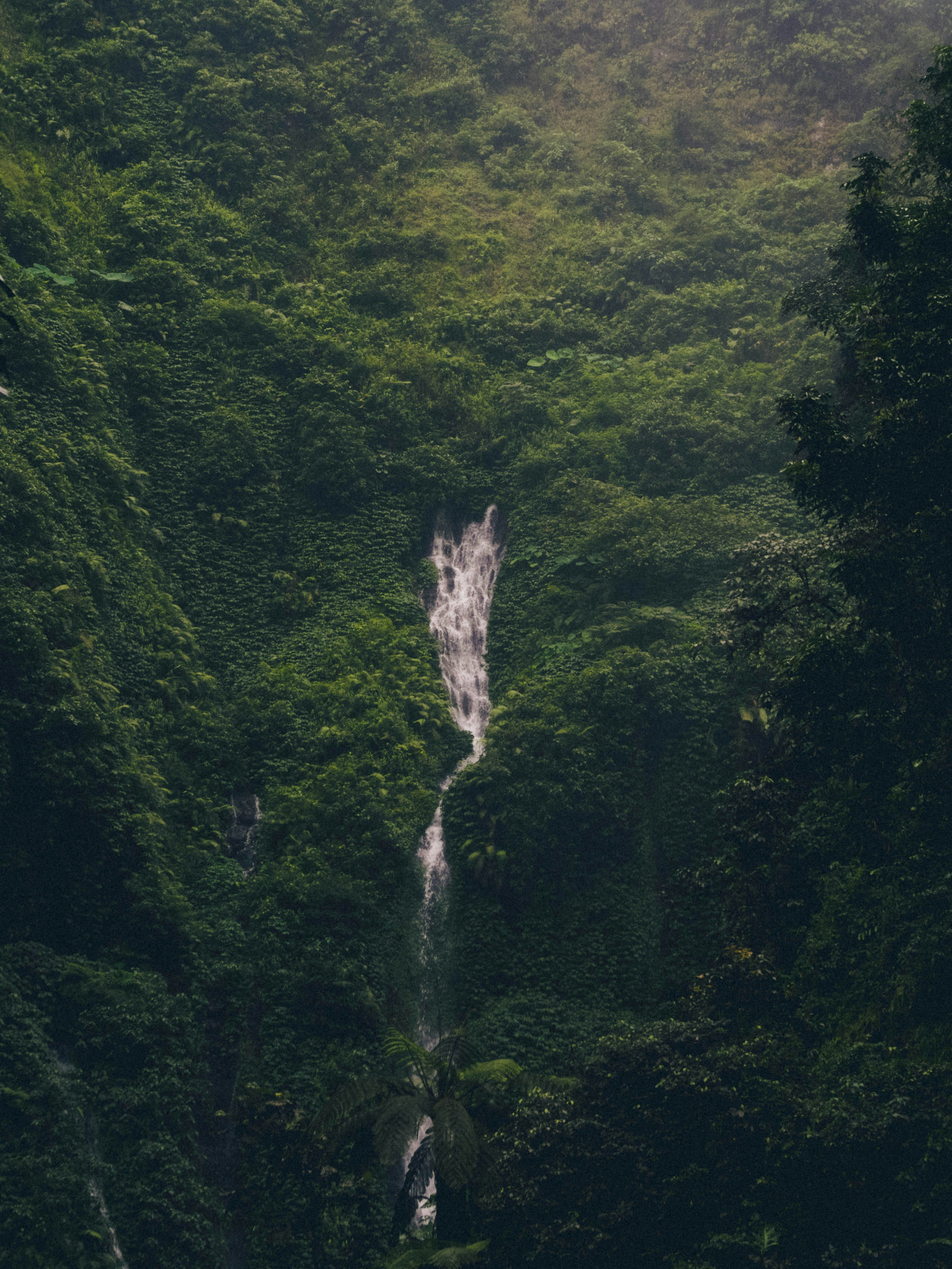Waterfall cascading through dense green foliage on a misty hillside.
