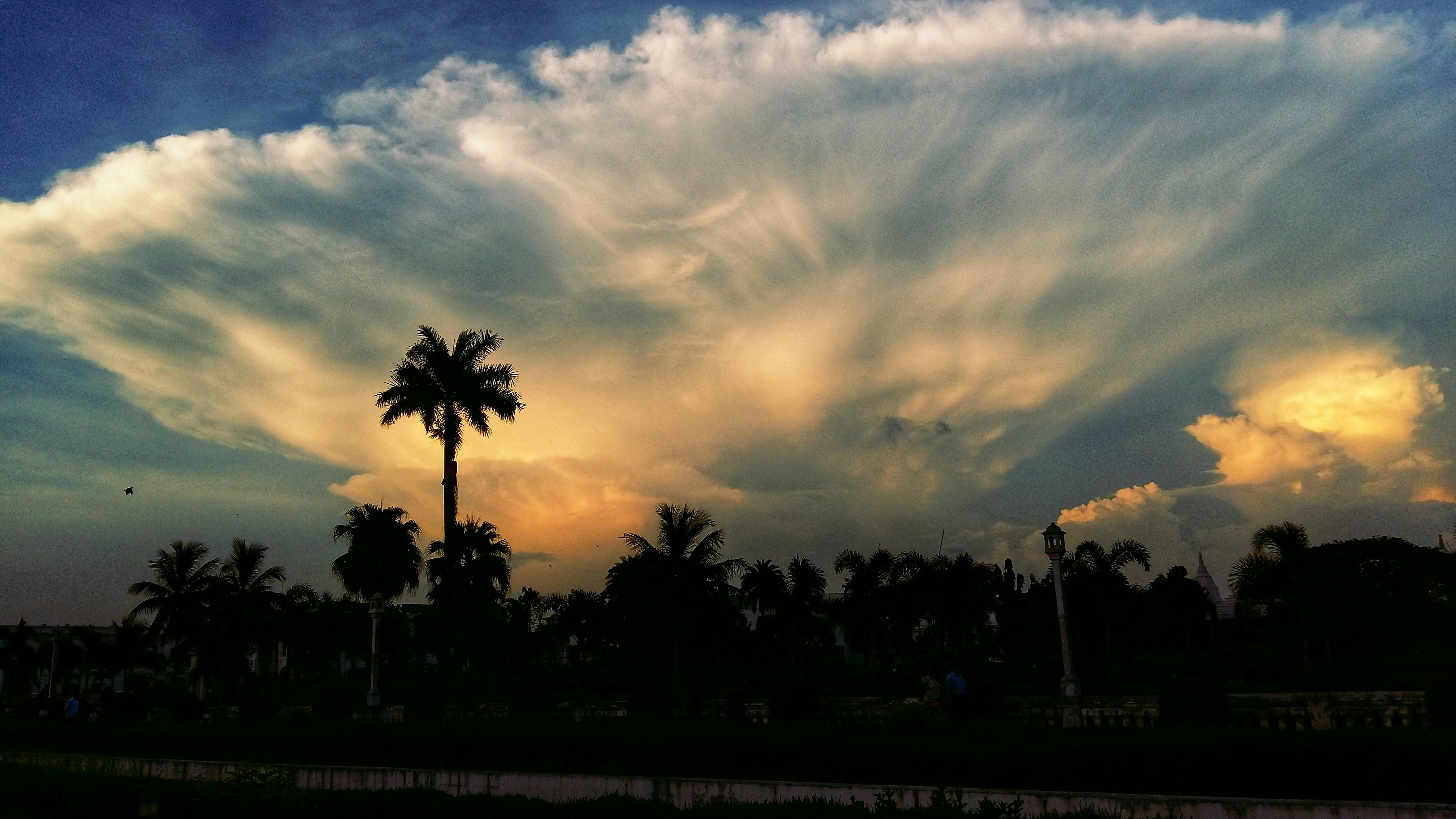 Silhouetted palm tree and foliage beneath expansive, illuminated clouds at dusk.