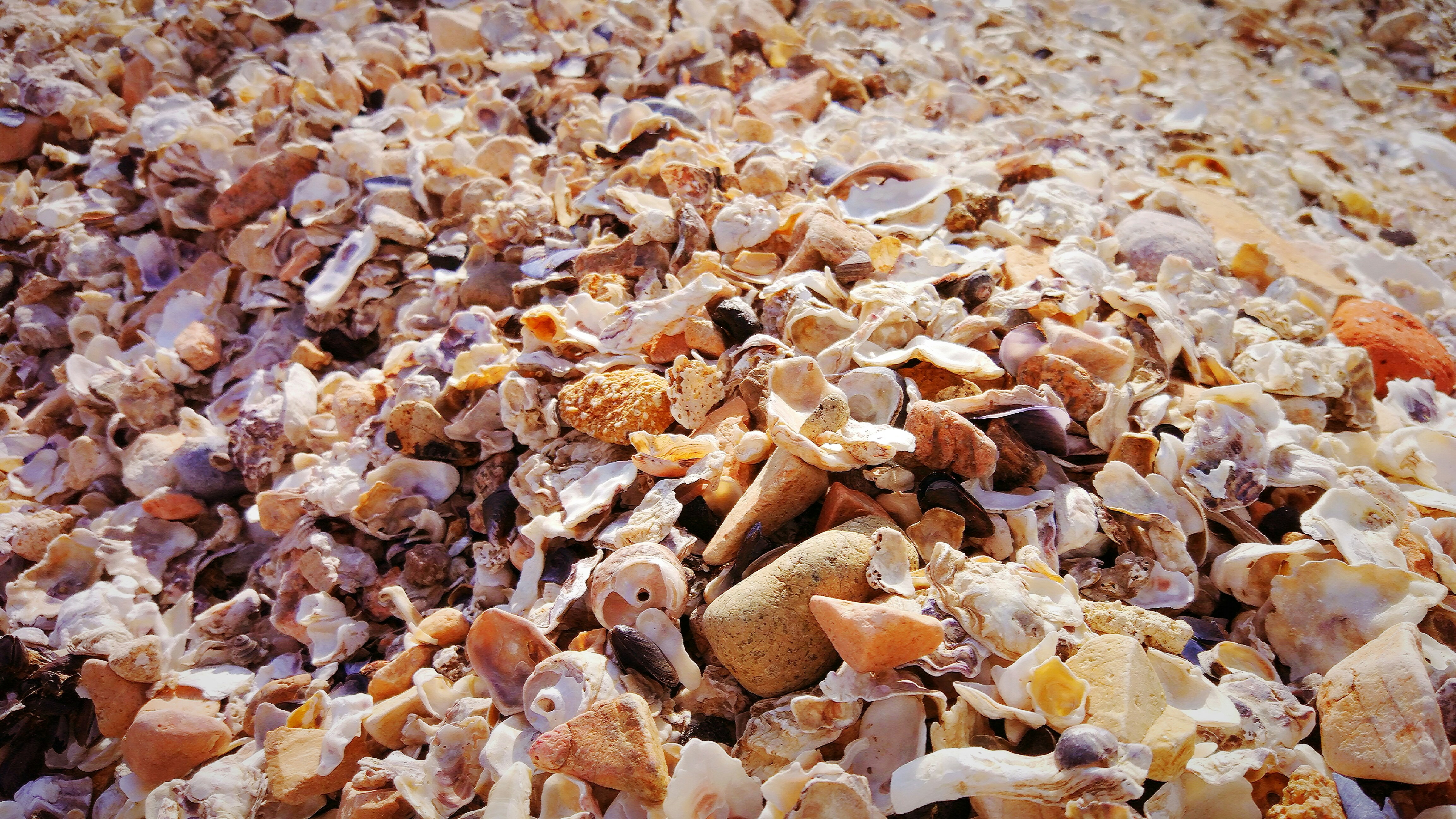 Close-up photograph of a sunlit pile of seashells and pebbles forming a textured mosaic on the shoreline.
