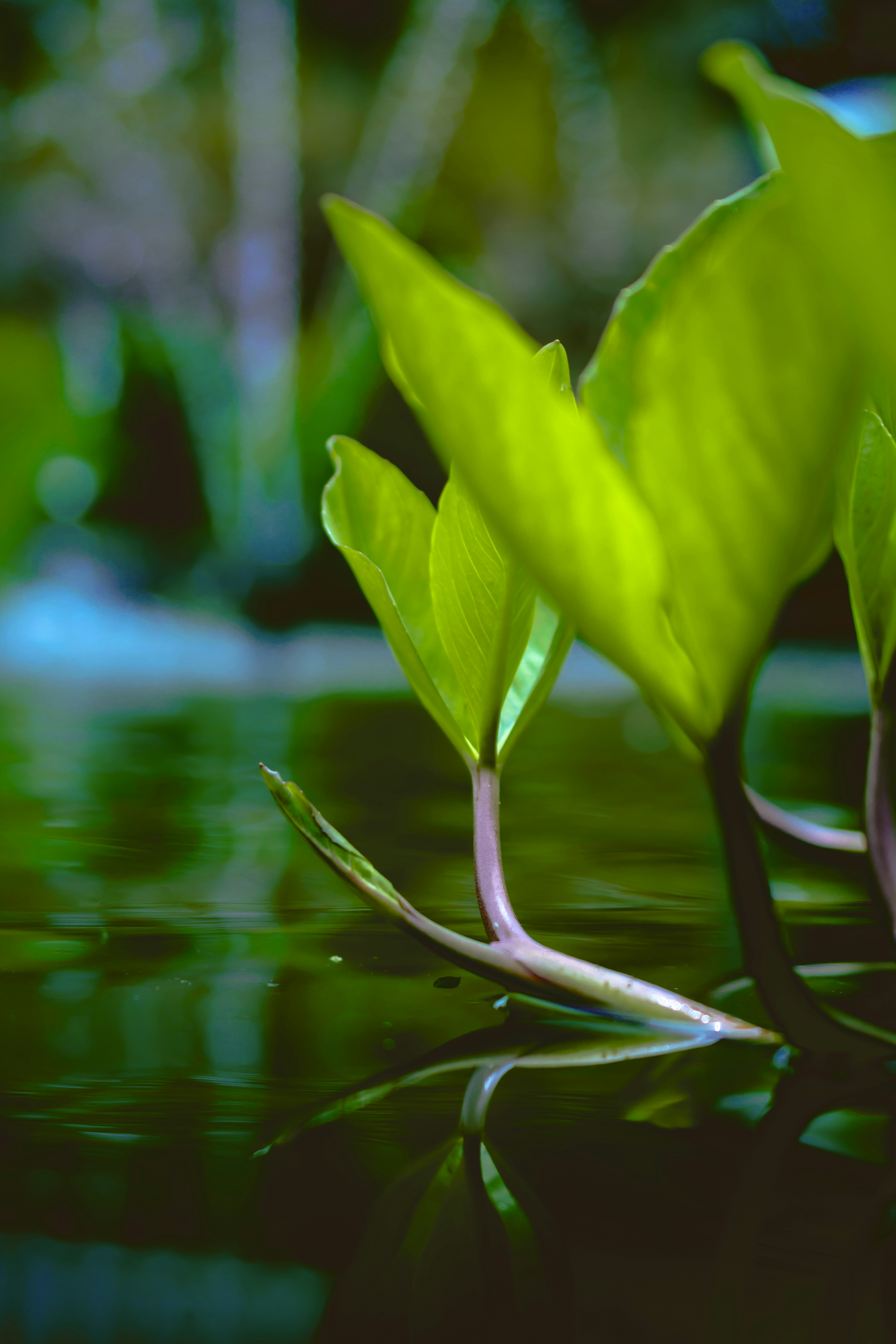 Emerald Leaves Hovering Over a Glassy Pond