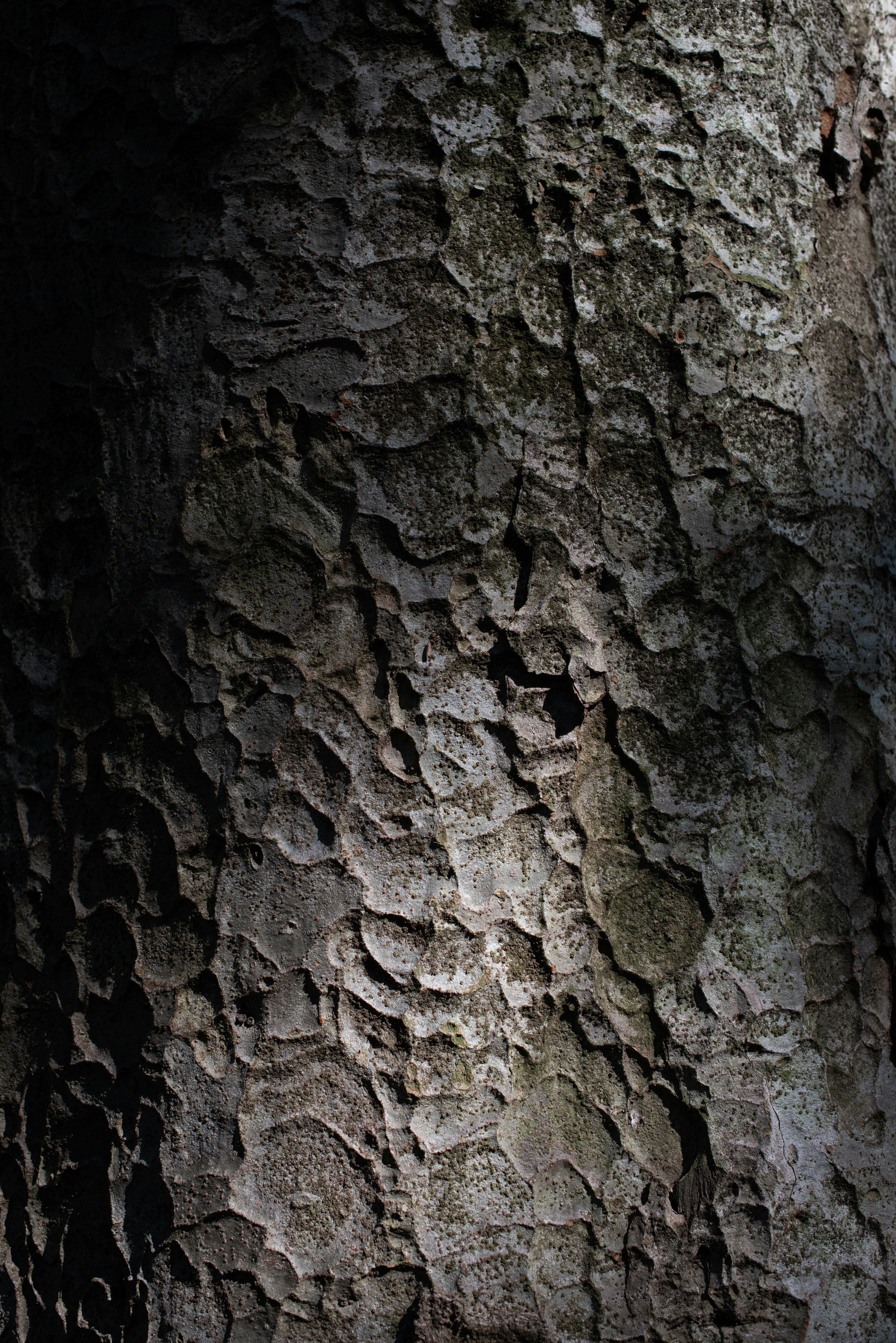 Intricate bark patterns on a tree illuminated by soft light, showcasing the natural textures and subtle colors of the wood.