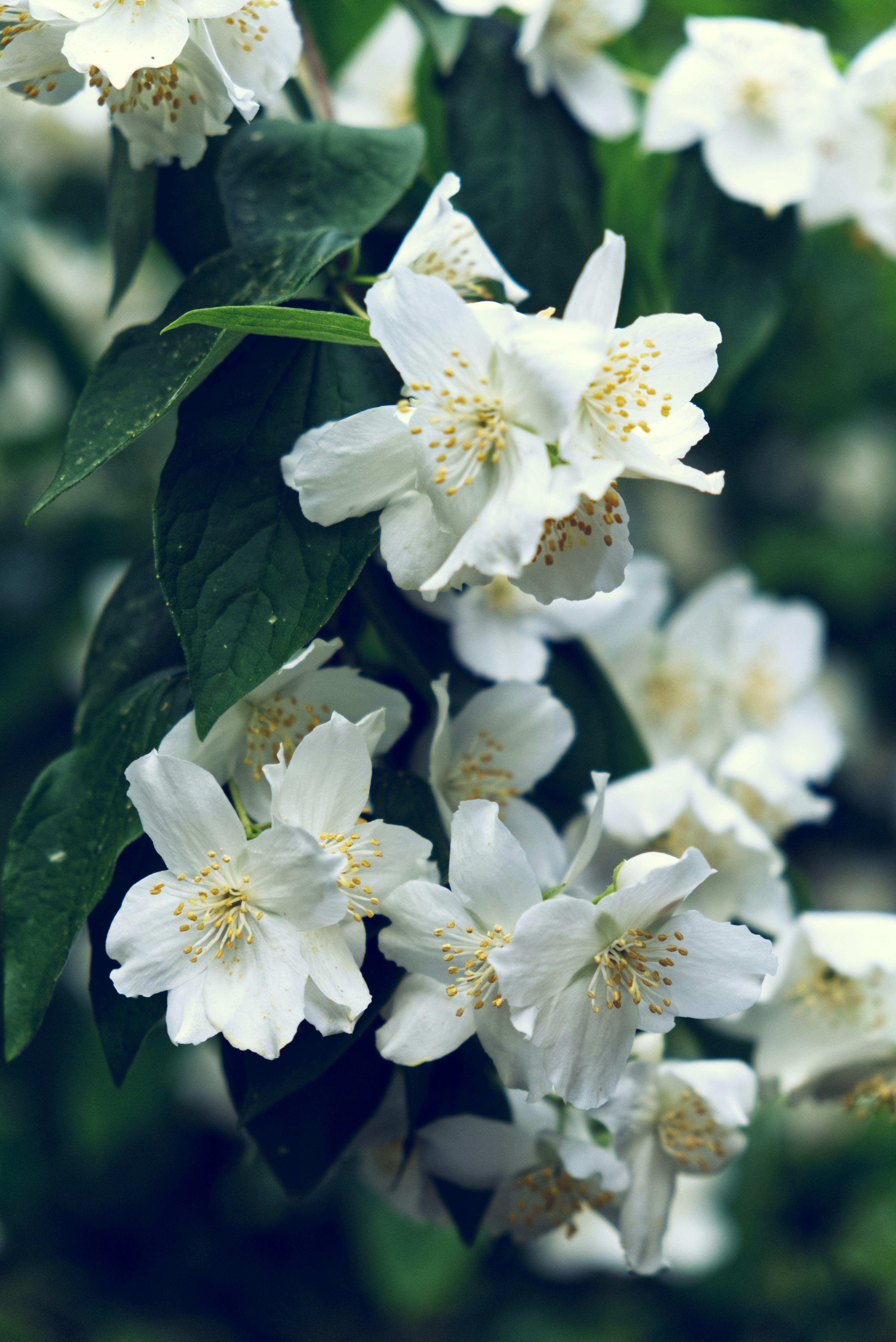 White bloom cascade: a close-cluster of jasmine-like petals against emerald leaves