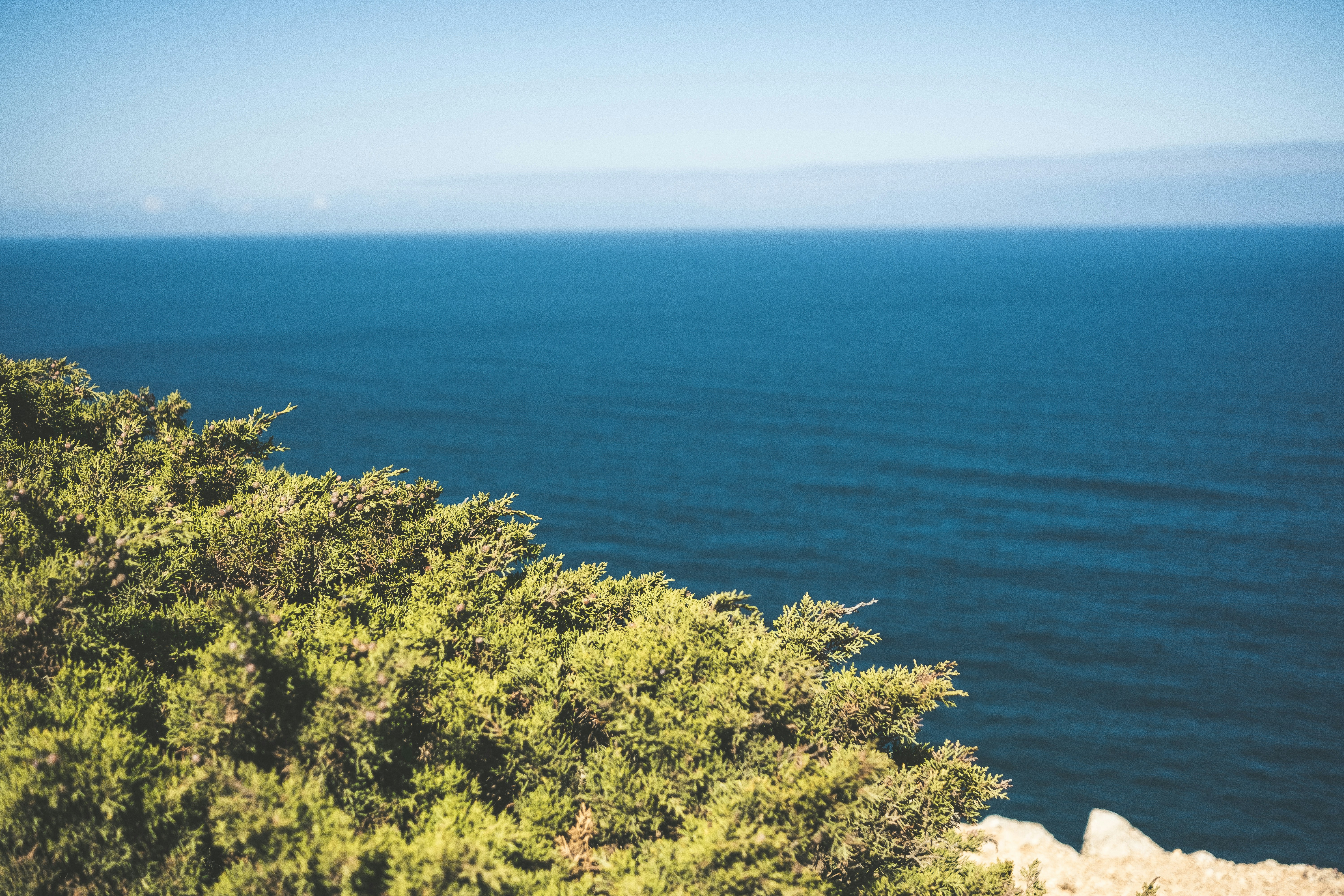 Trees near ocean during daytime photo – Free Sea Image on Unsplash