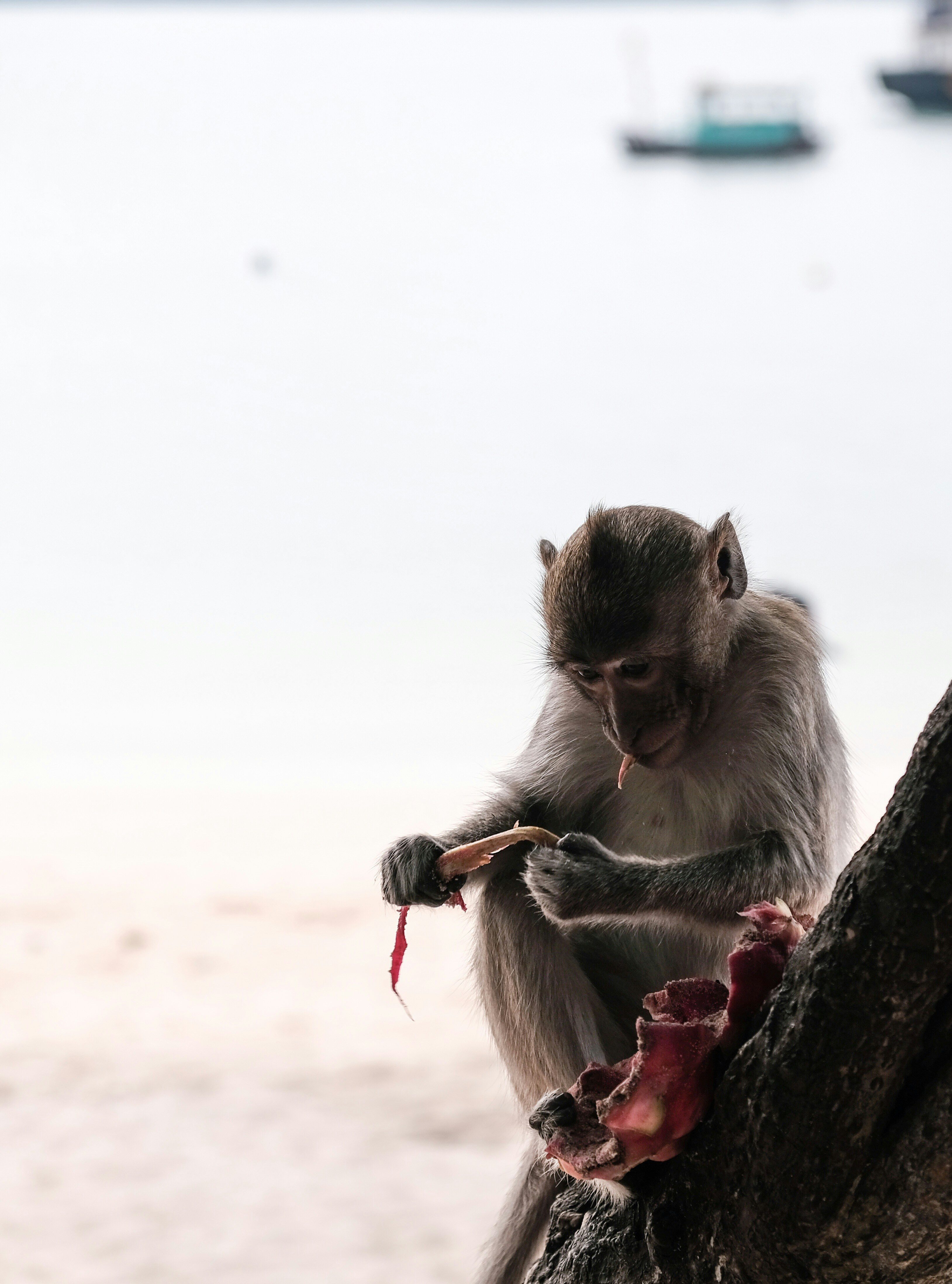 Sea-Edge Picnic: A Capuchin Delights in the Shorelight