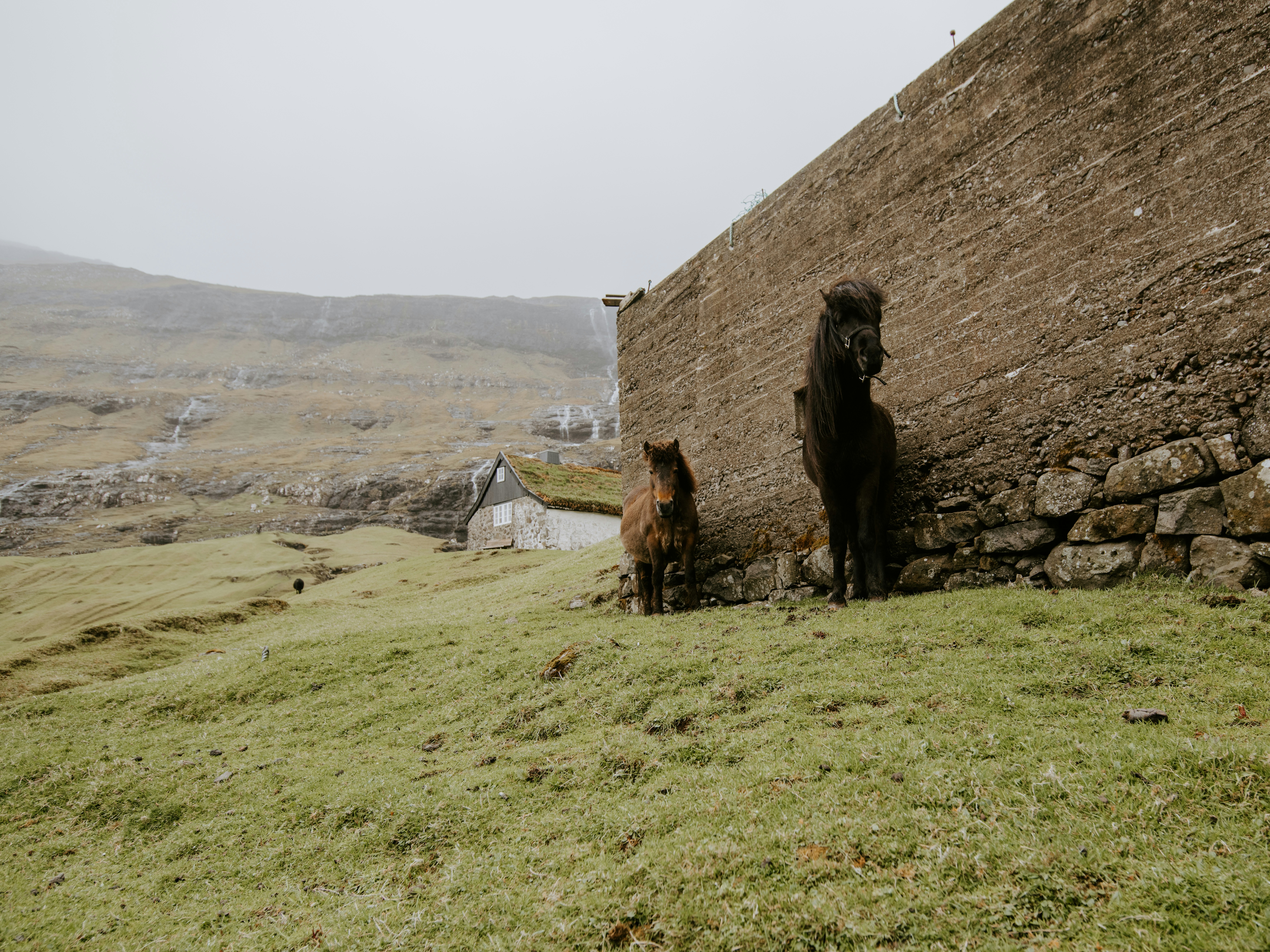 Equine Sentinels by the Weathered Wall