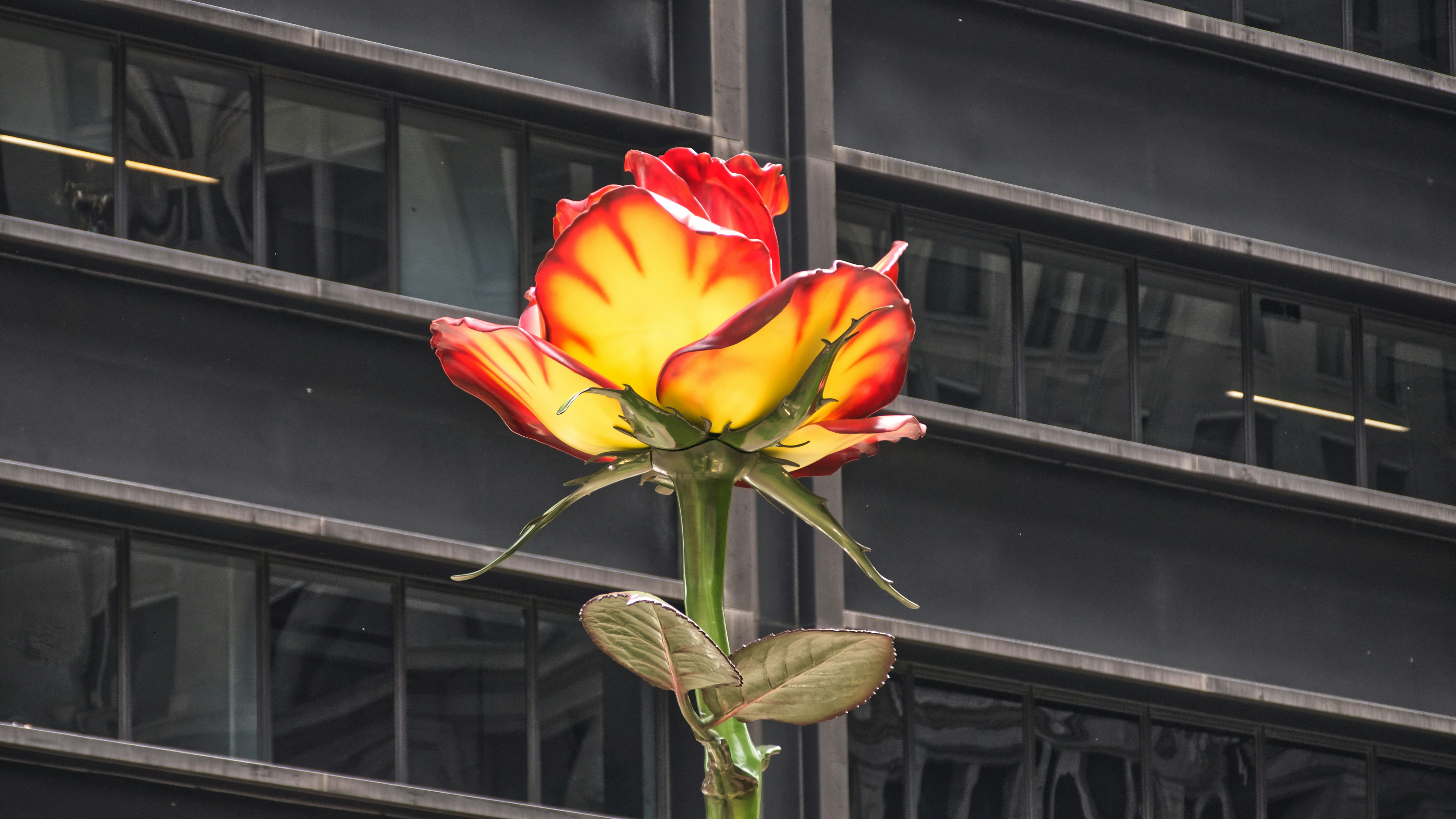 Vibrant artificial rose with red and yellow petals stands tall against a backdrop of modern glass architecture.