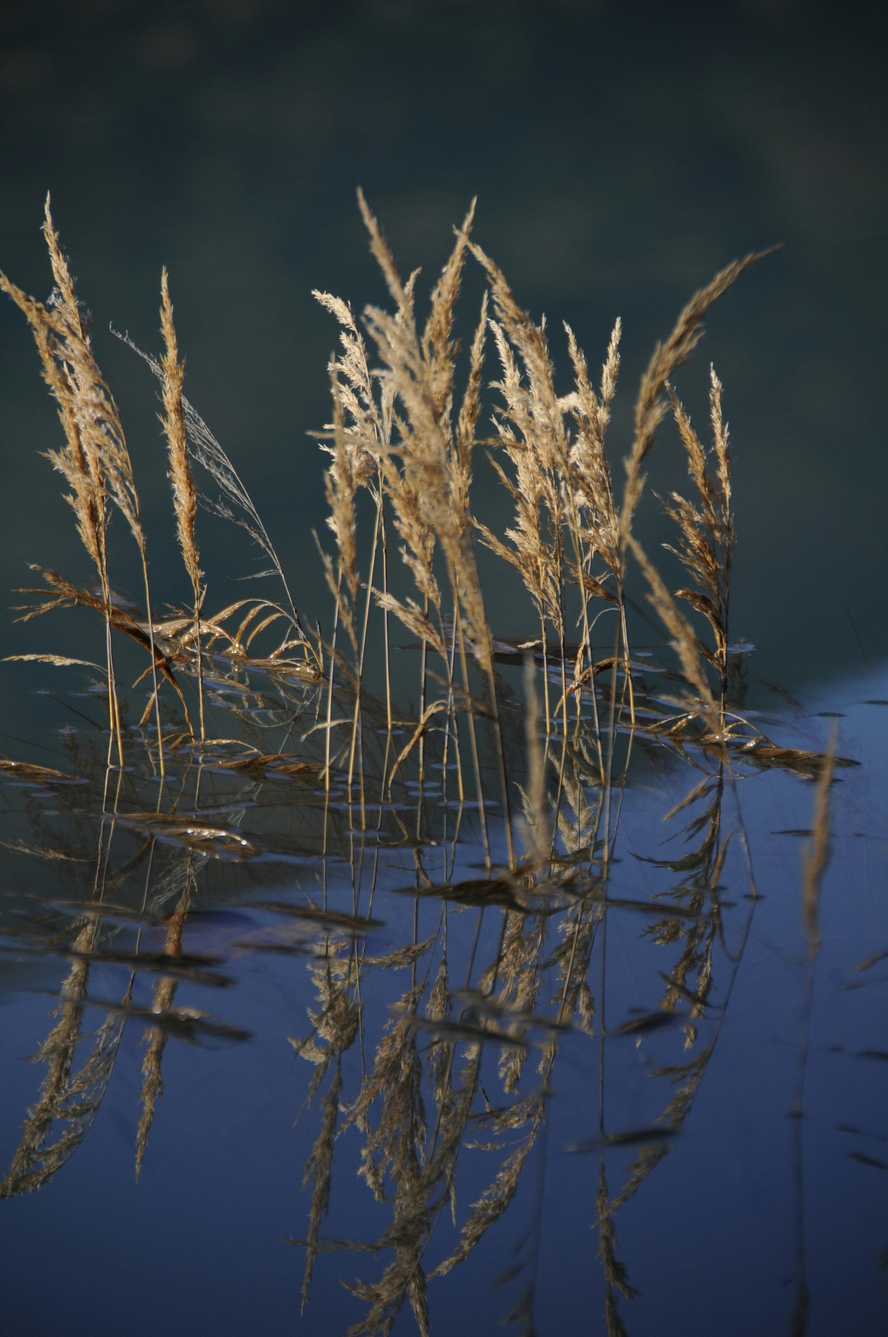Beige flower photo – Free Plant Image on Unsplash