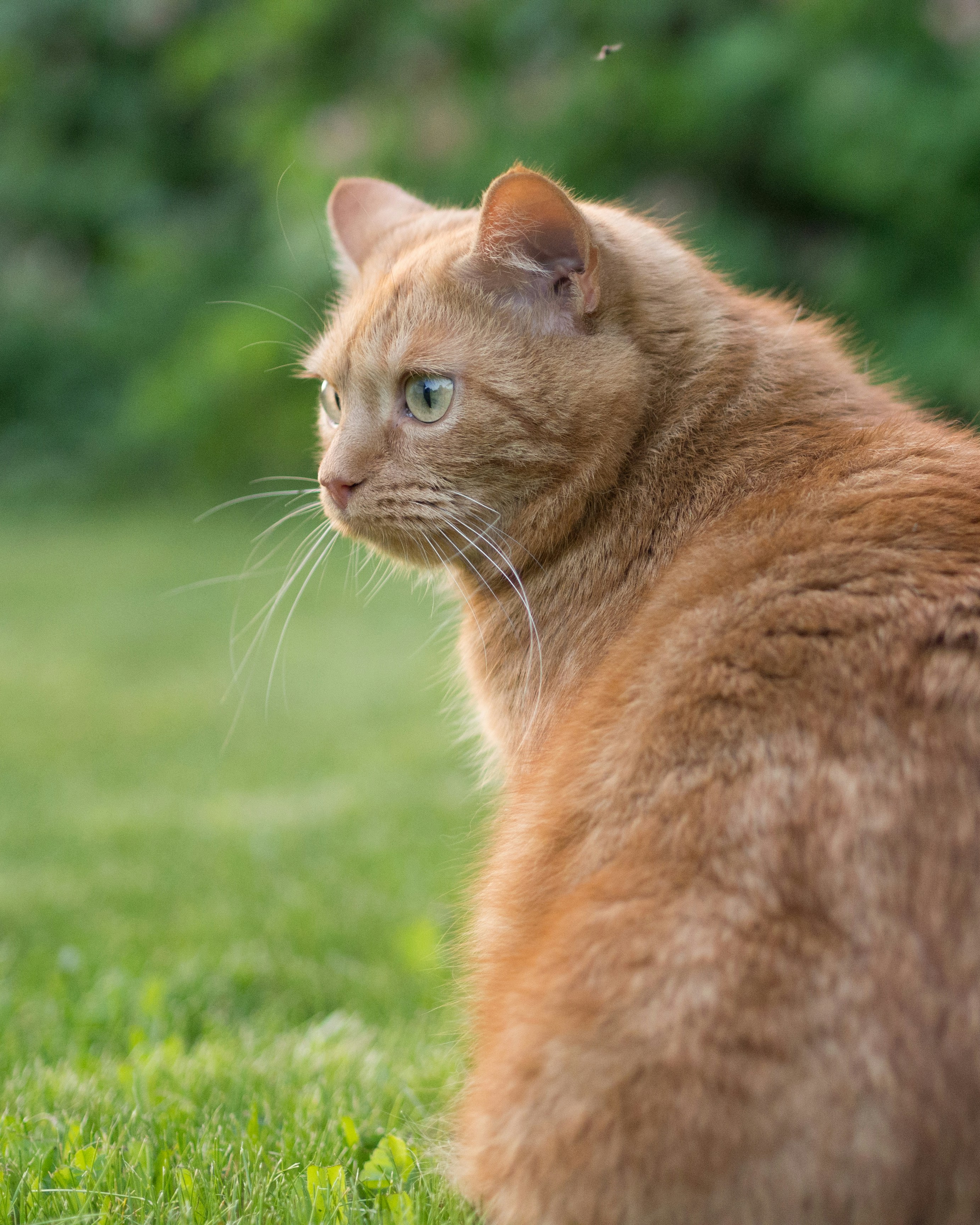 Orange tabby cat on green grass photo – Free Cat Image on Unsplash
