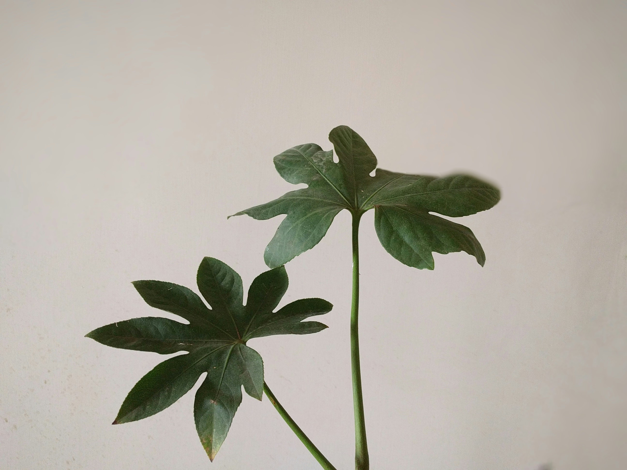 Two palmate-leaf stems rise against a smooth beige wall, creating a minimalist botanical still life.