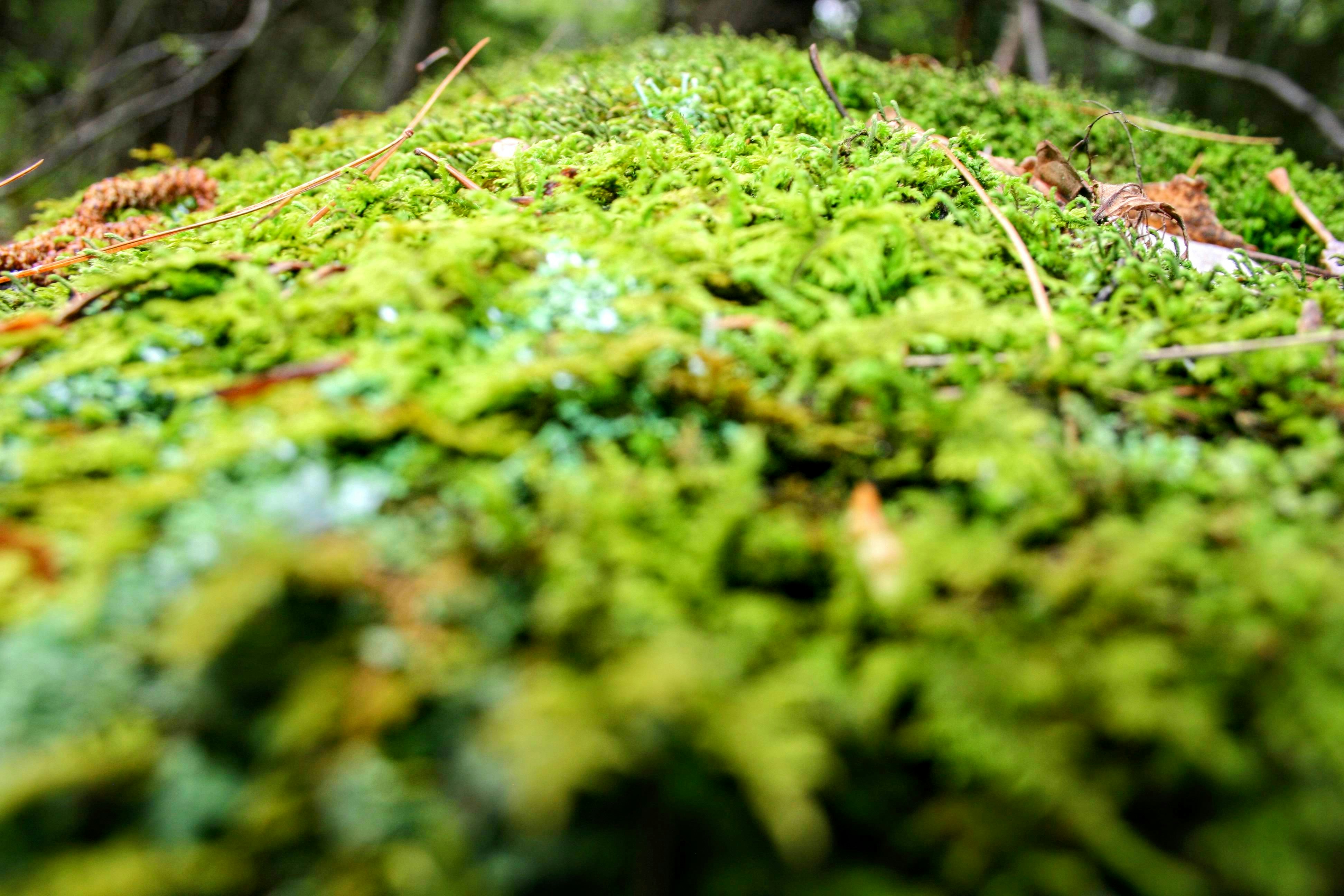 Un tronc d’arbre couvert de mousse dans les bois photo – Photo Vert ...