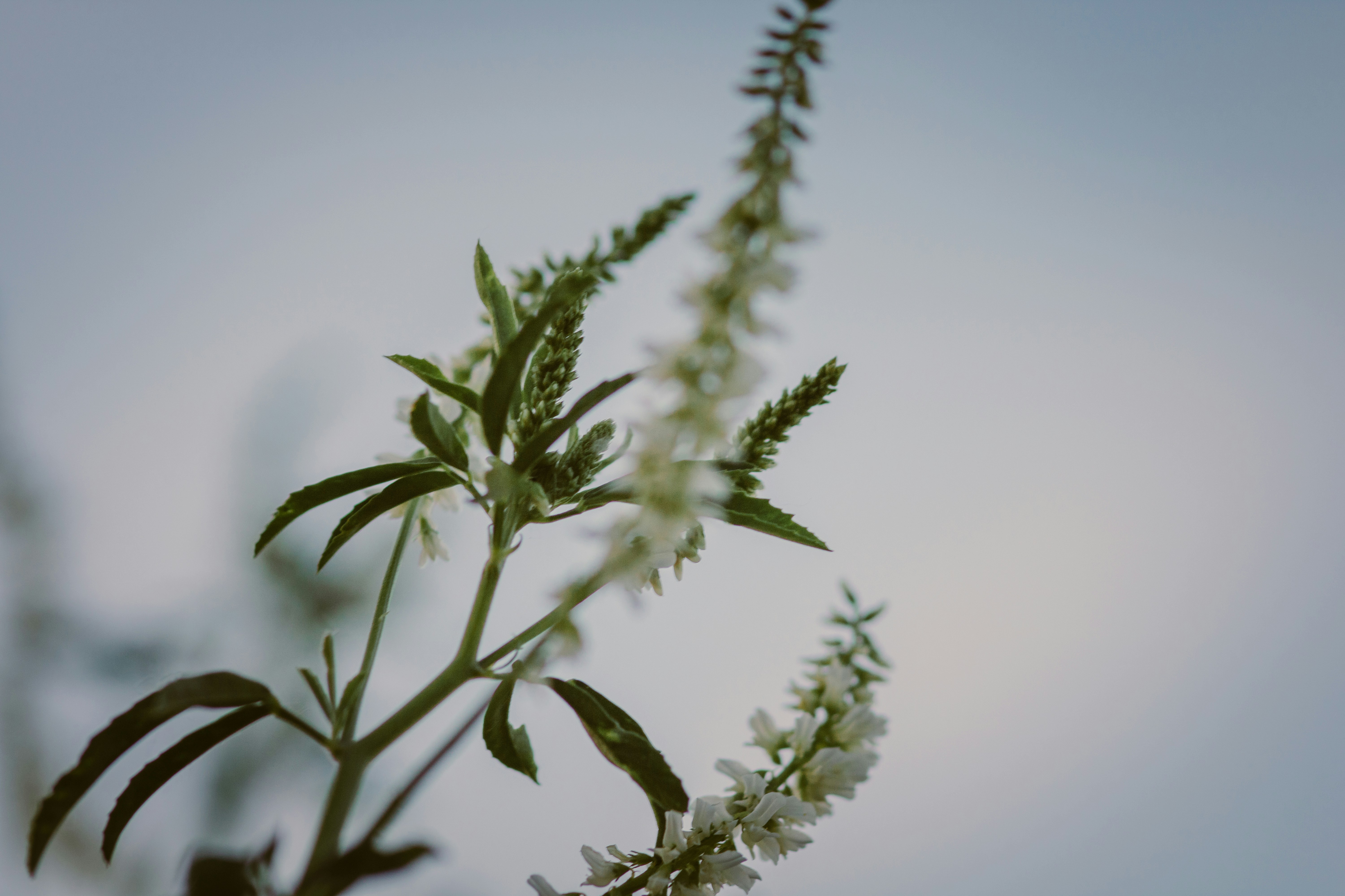 Close-Up Mint Stems Reaching Into a Quiet Blue Backdrop