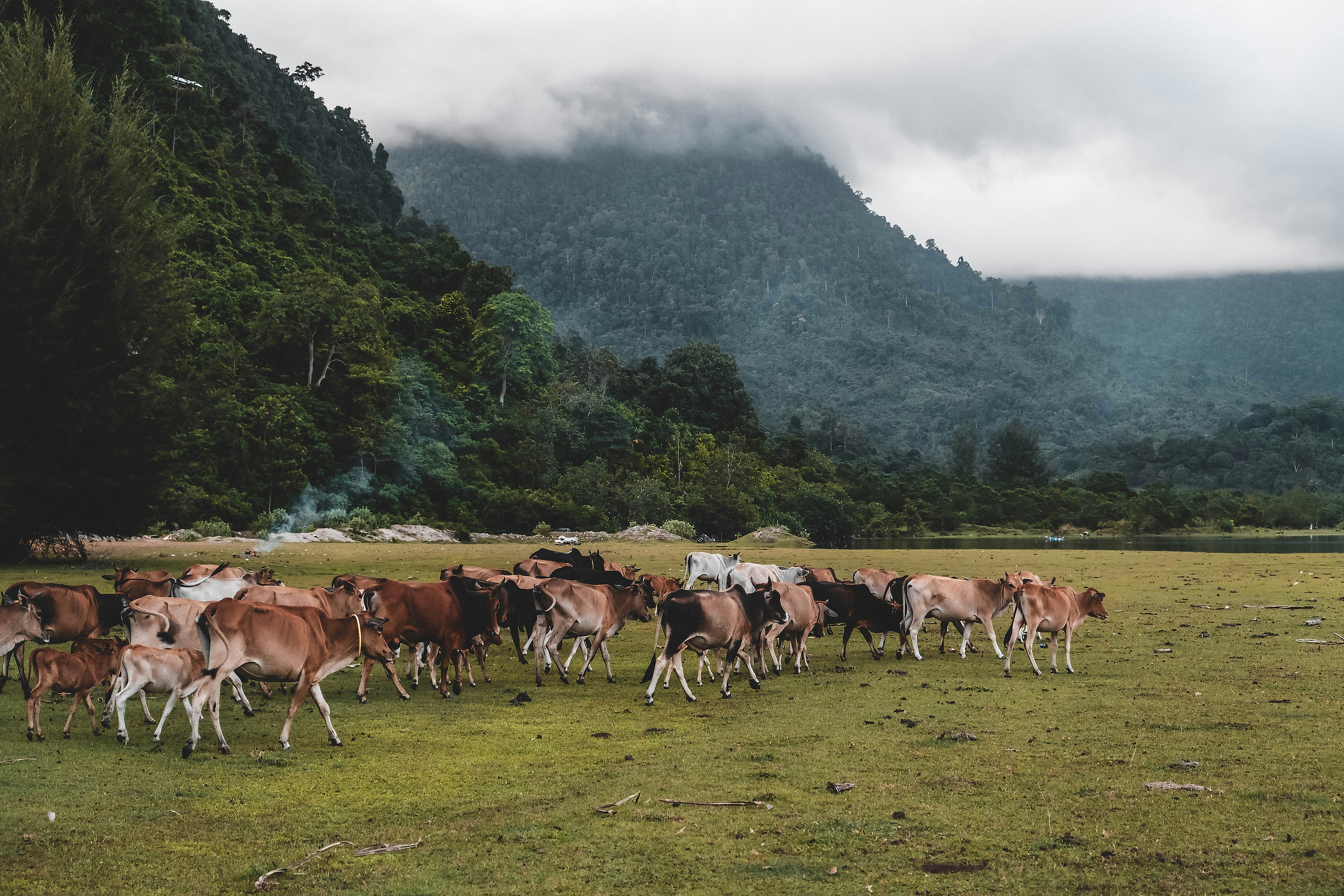 Herd of cattle in pasture photo – Free Grey Image on Unsplash