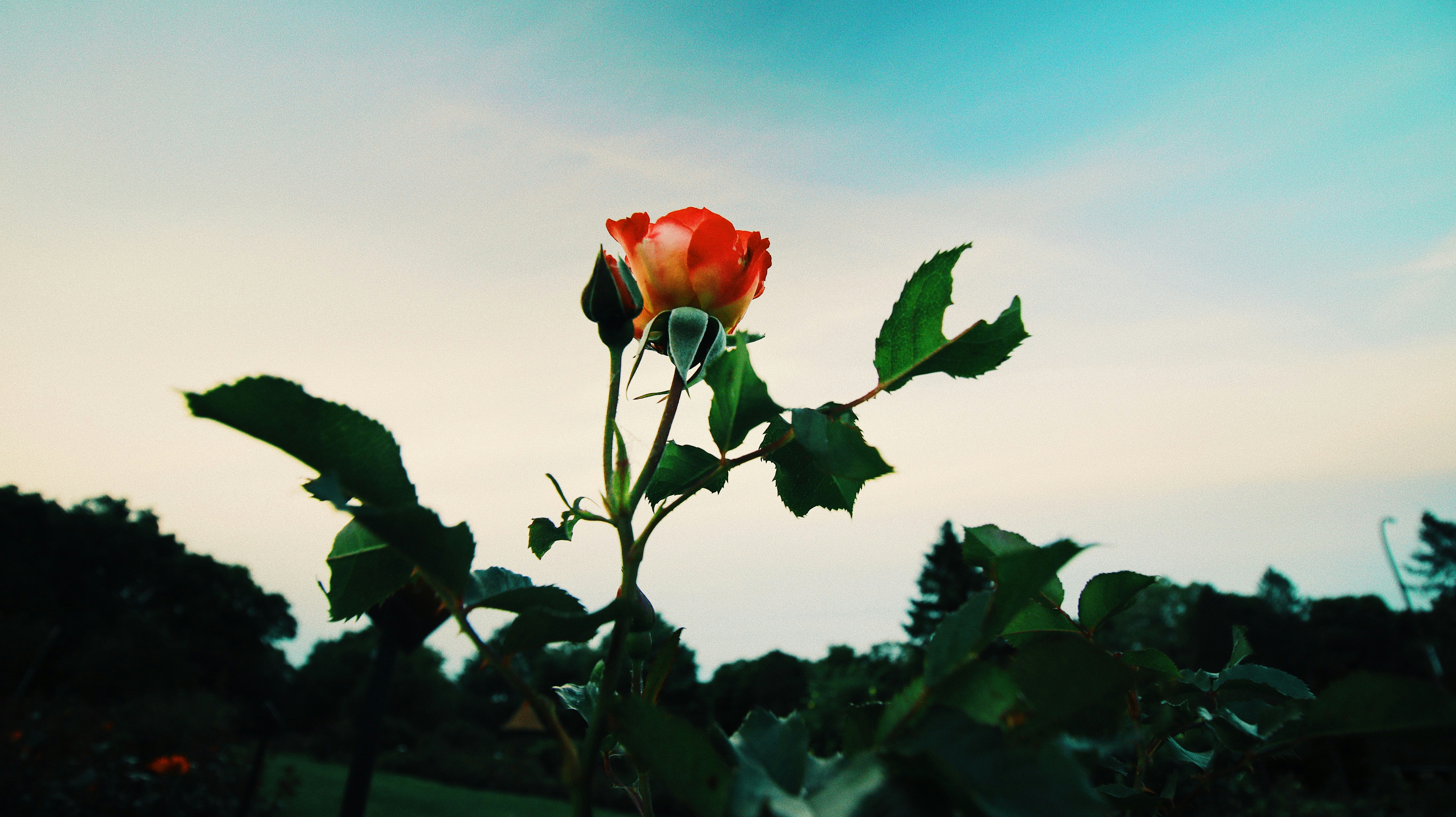 red petaled roses